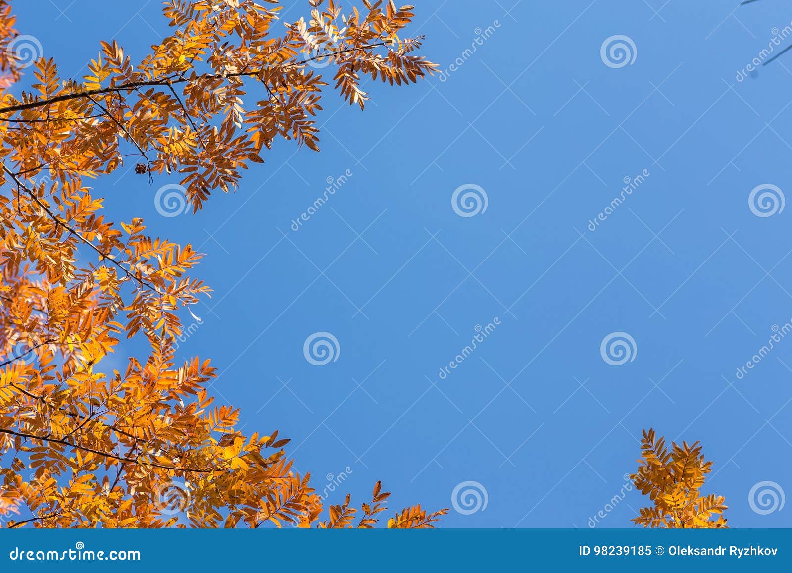 Autumn Leaves with the Blue Sky Stock Image - Image of fresh, forest ...