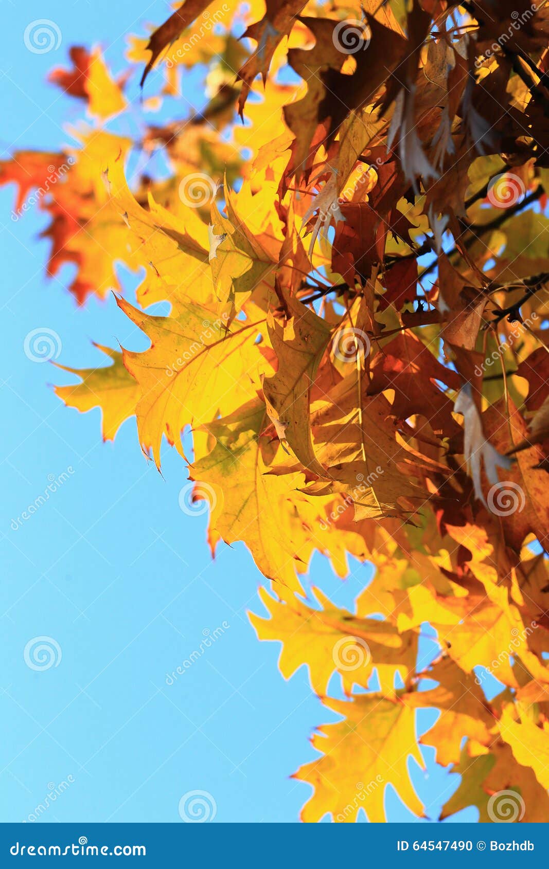 Autumn Leaves with the Blue Sky Background Stock Photo - Image of ...