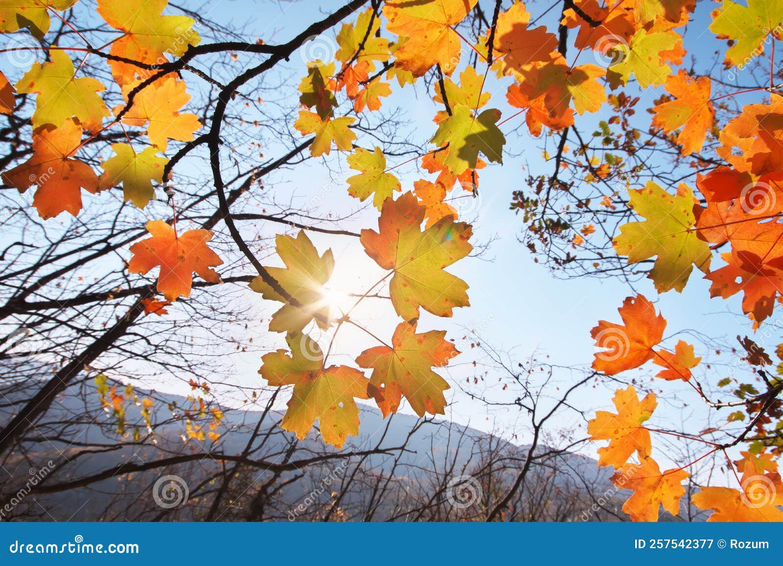 Autumn leaves and blue sky stock image. Image of abstract - 257542377