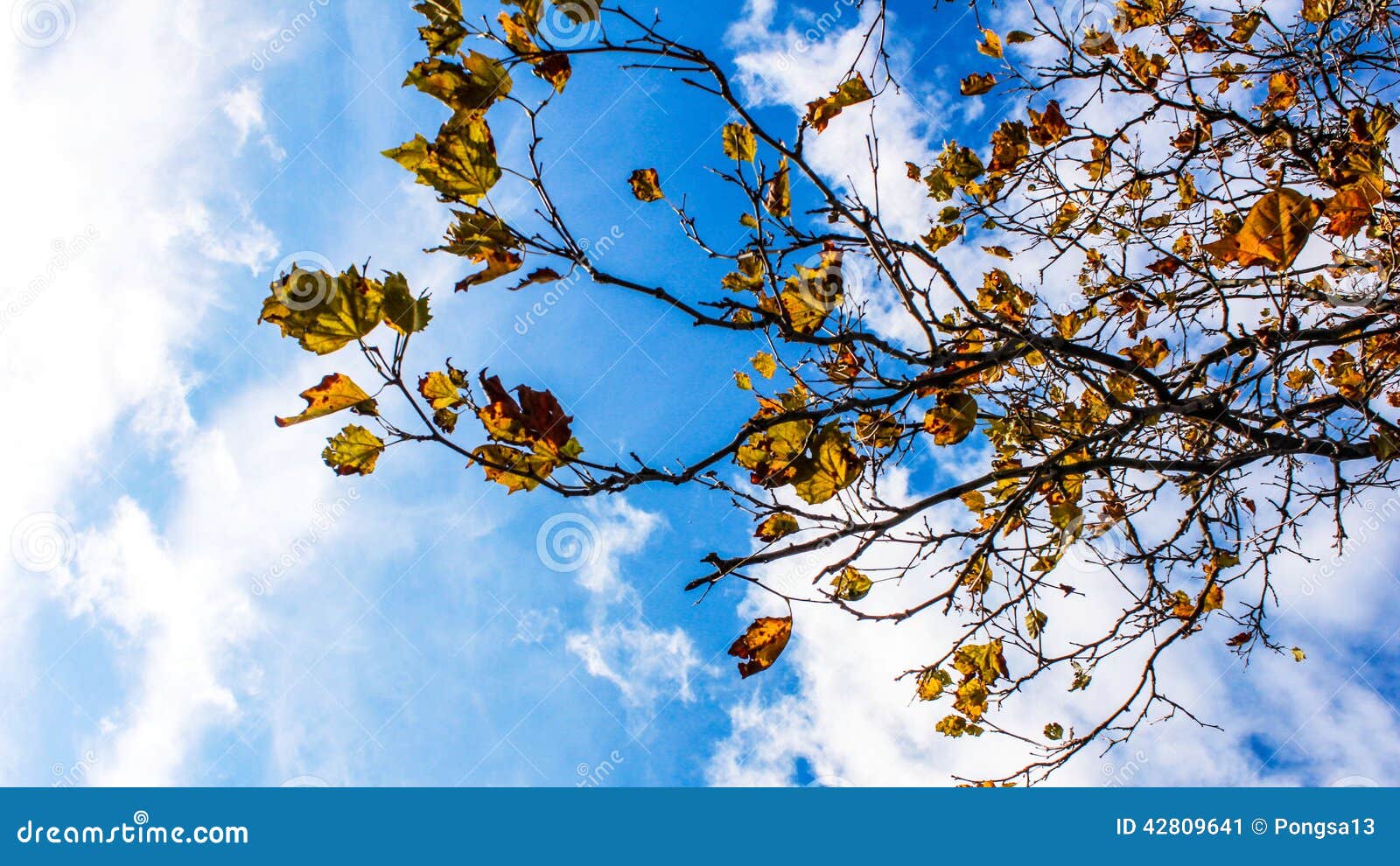 Autumn leaves and blue sky stock image. Image of park - 42809641