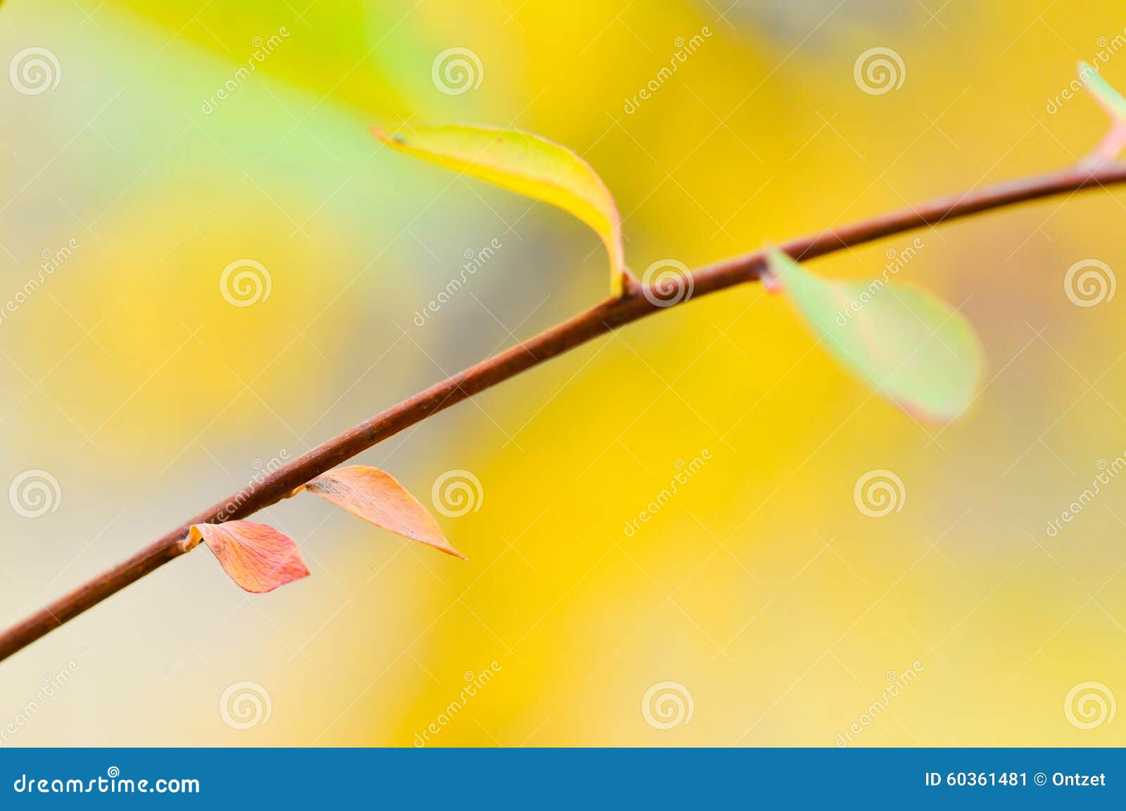 Autumn Leaves in Blurred Background. Stock Image - Image of autumn ...