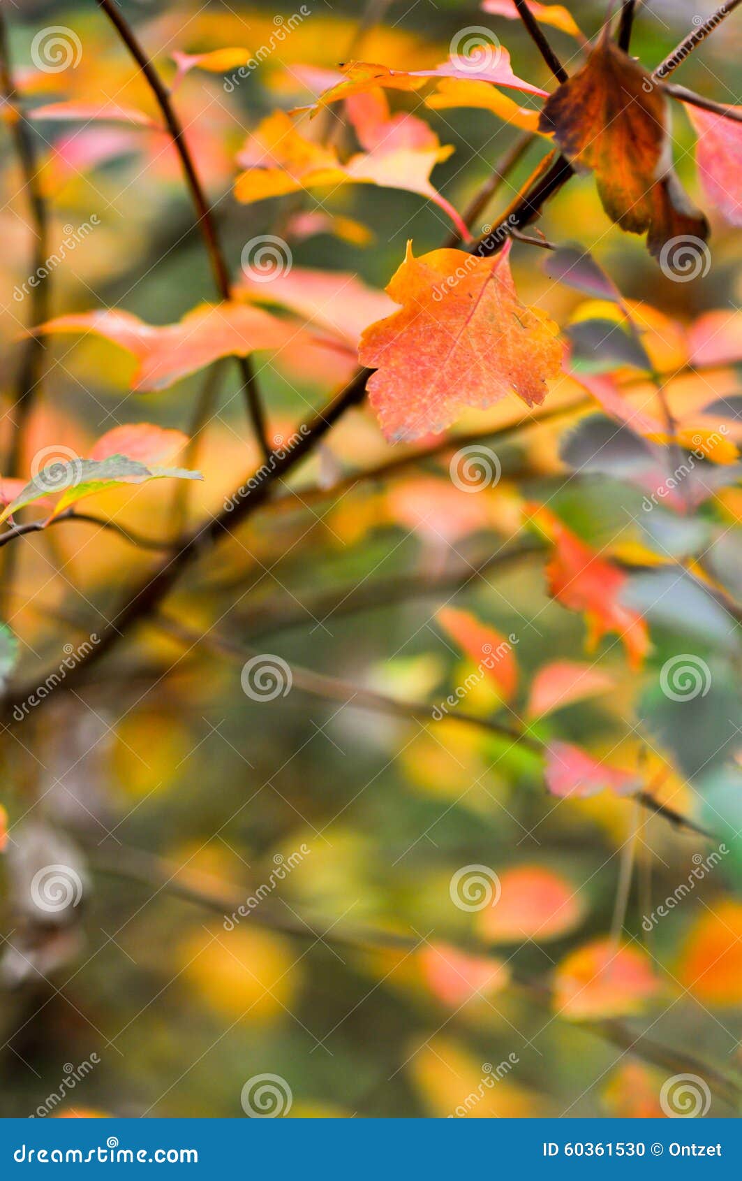 Autumn Leaves in Blurred Background. Stock Photo - Image of branch ...