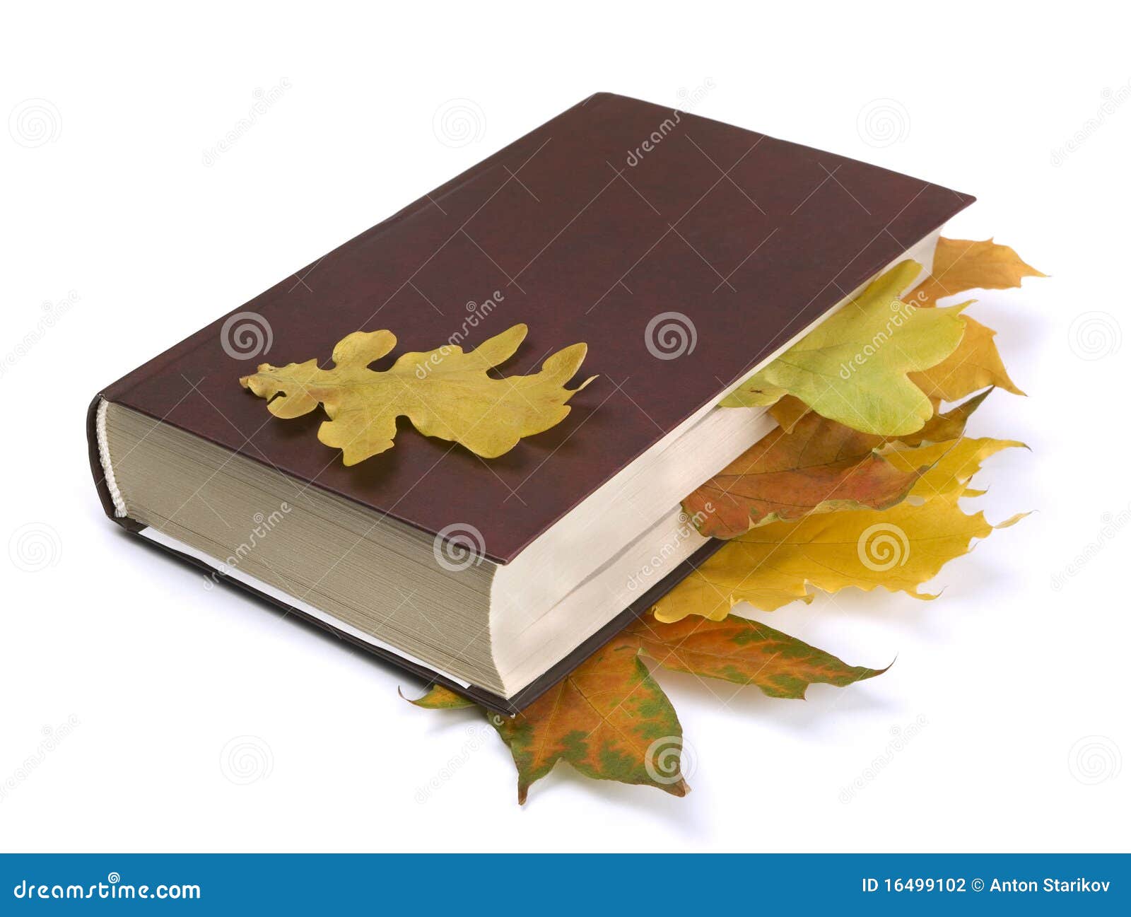 Autumn leaves in the book stock photo. Image of plant - 16499102