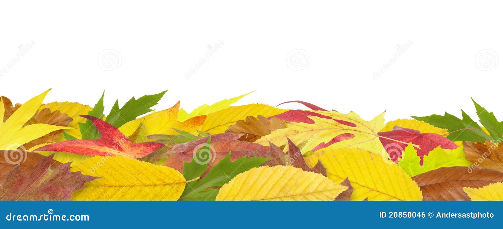 Autumn leaves border stock photo. Image of growth, close - 20850046