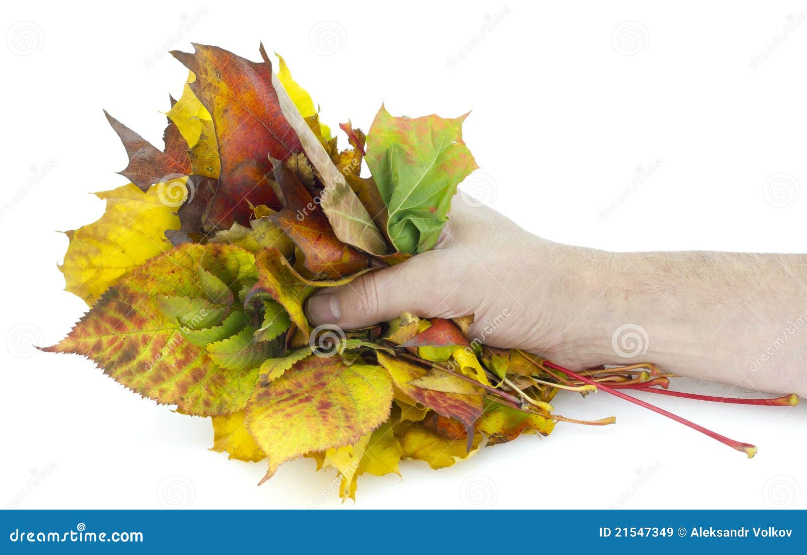 Autumn Leaves Bouquet in Hand Stock Image - Image of forest, texture ...