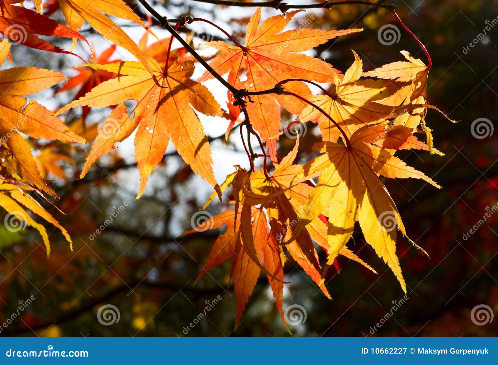 Autumn leaves on a branch stock image. Image of yellow - 10662227