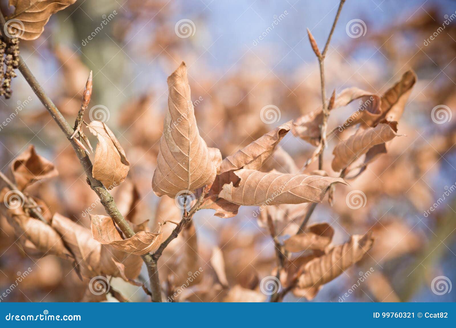 Autumn Leaves on the Branch Stock Image - Image of maple, harvest: 99760321