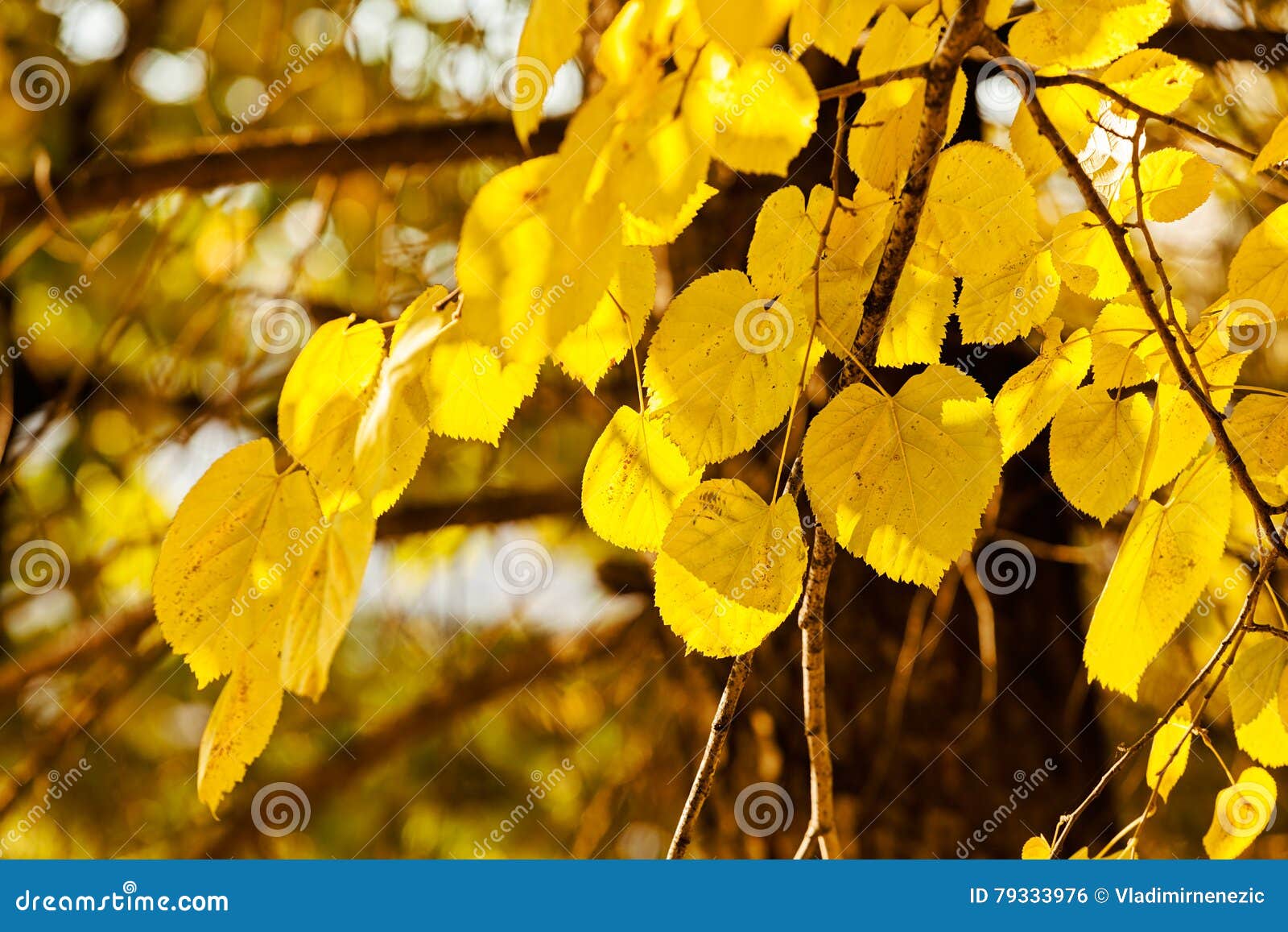 Autumn leaves on a branch stock photo. Image of vegetation - 79333976