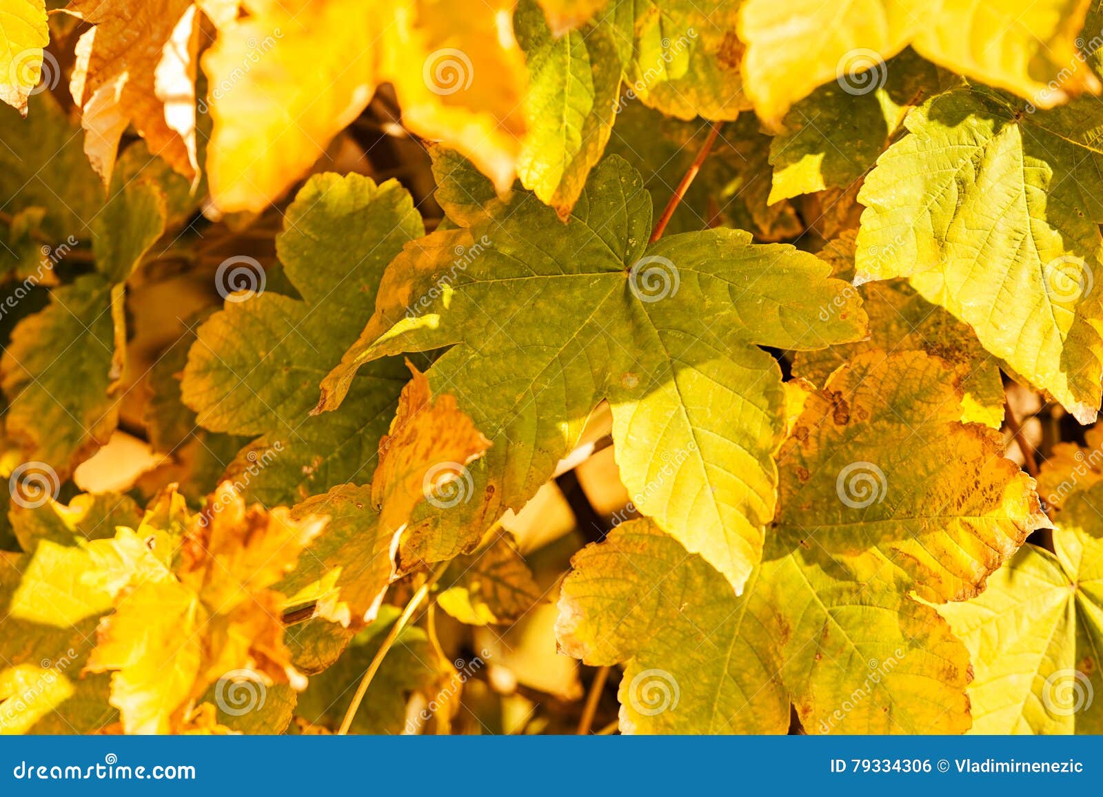 Autumn leaves on a branch stock photo. Image of landscaping - 79334306