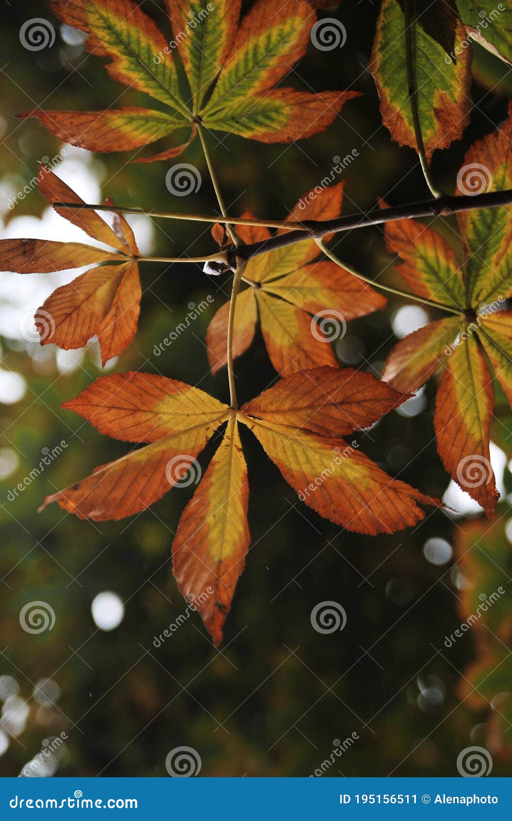 The Autumn Leaves on Branch Stock Image - Image of pattern, yellow ...