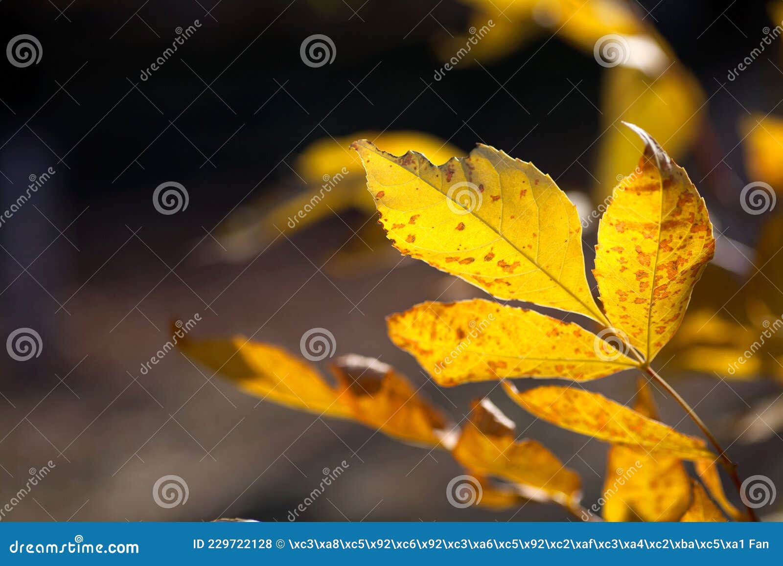 Autumn Leaves on Autumn Branches Stock Photo - Image of full, landscape ...