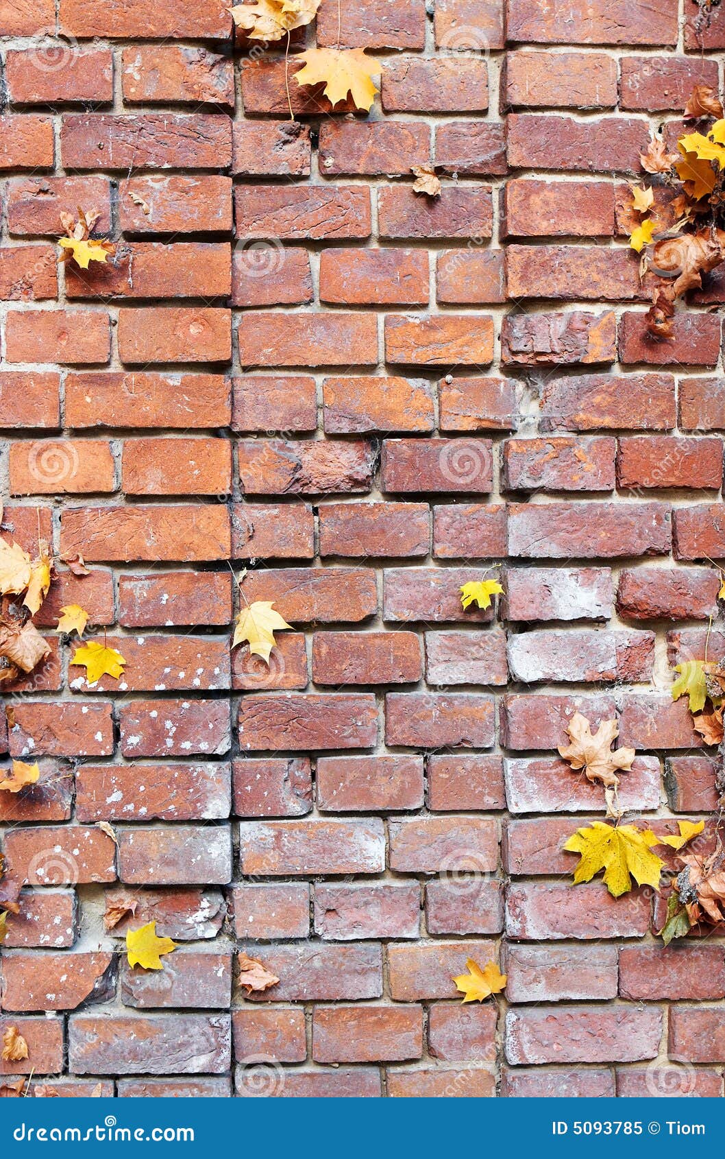 Autumn leaves on brick stock image. Image of beauty, background - 5093785