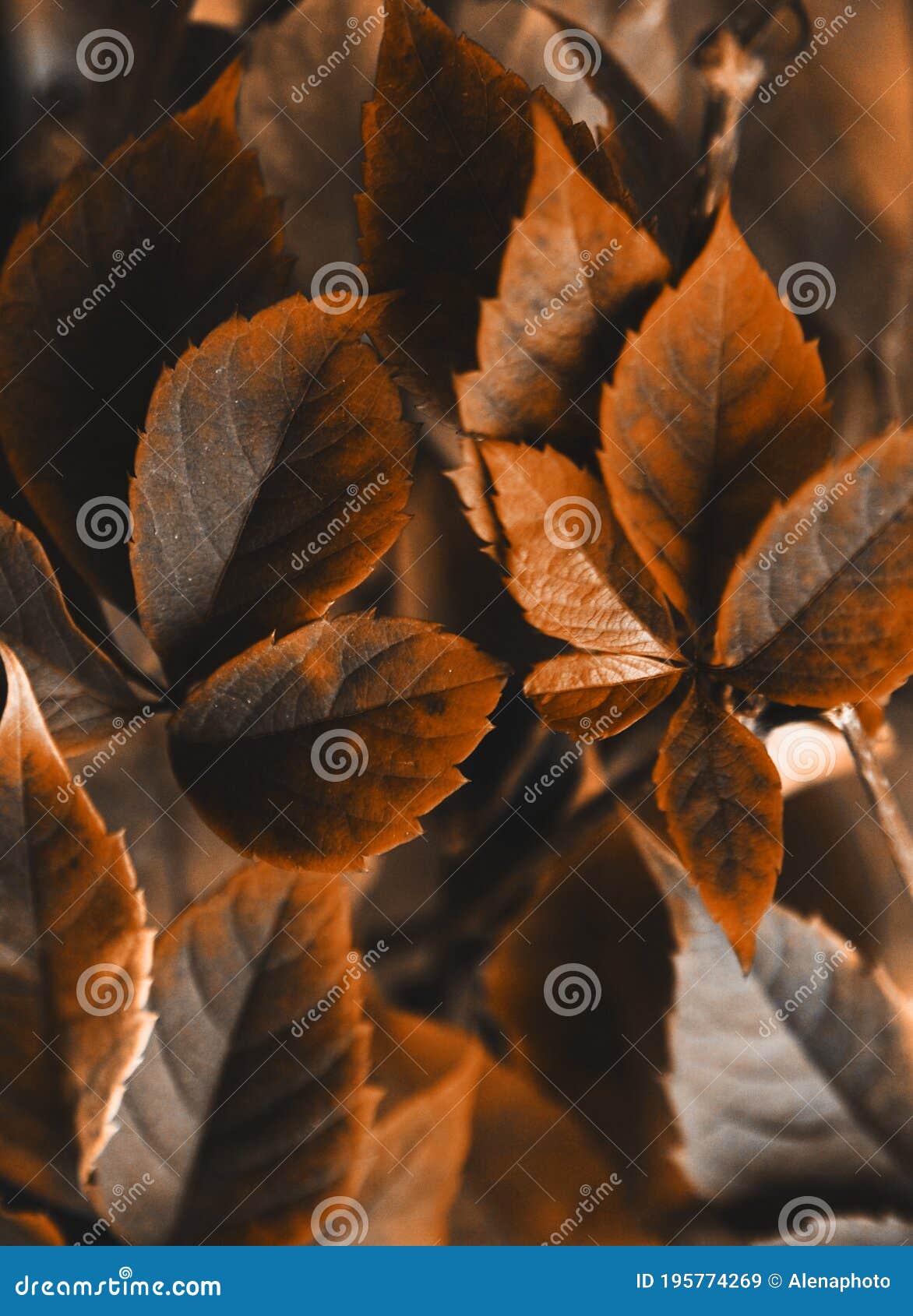 The Autumn Leaves on Brown Tree. Stock Image - Image of background ...