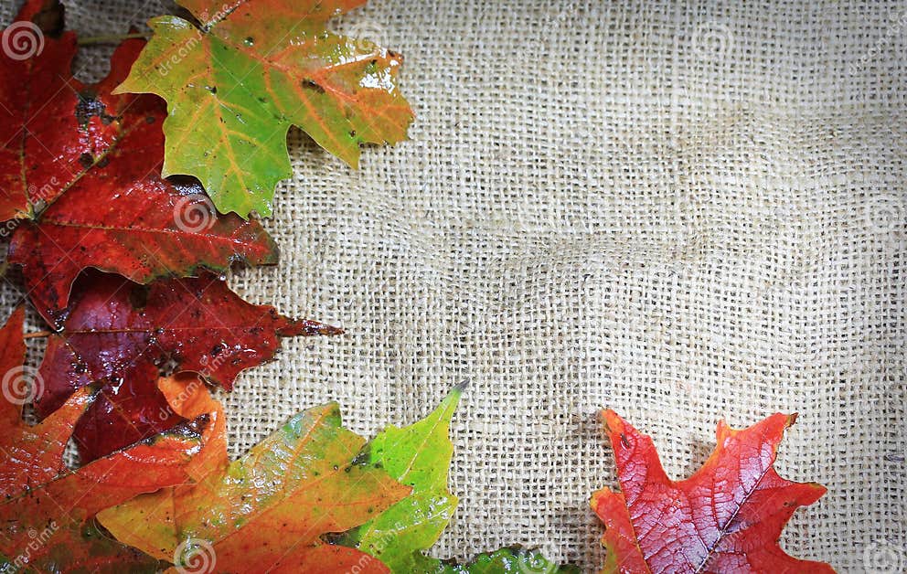Fall Leaves on Burlap Background Stock Image - Image of leaves, burlap ...