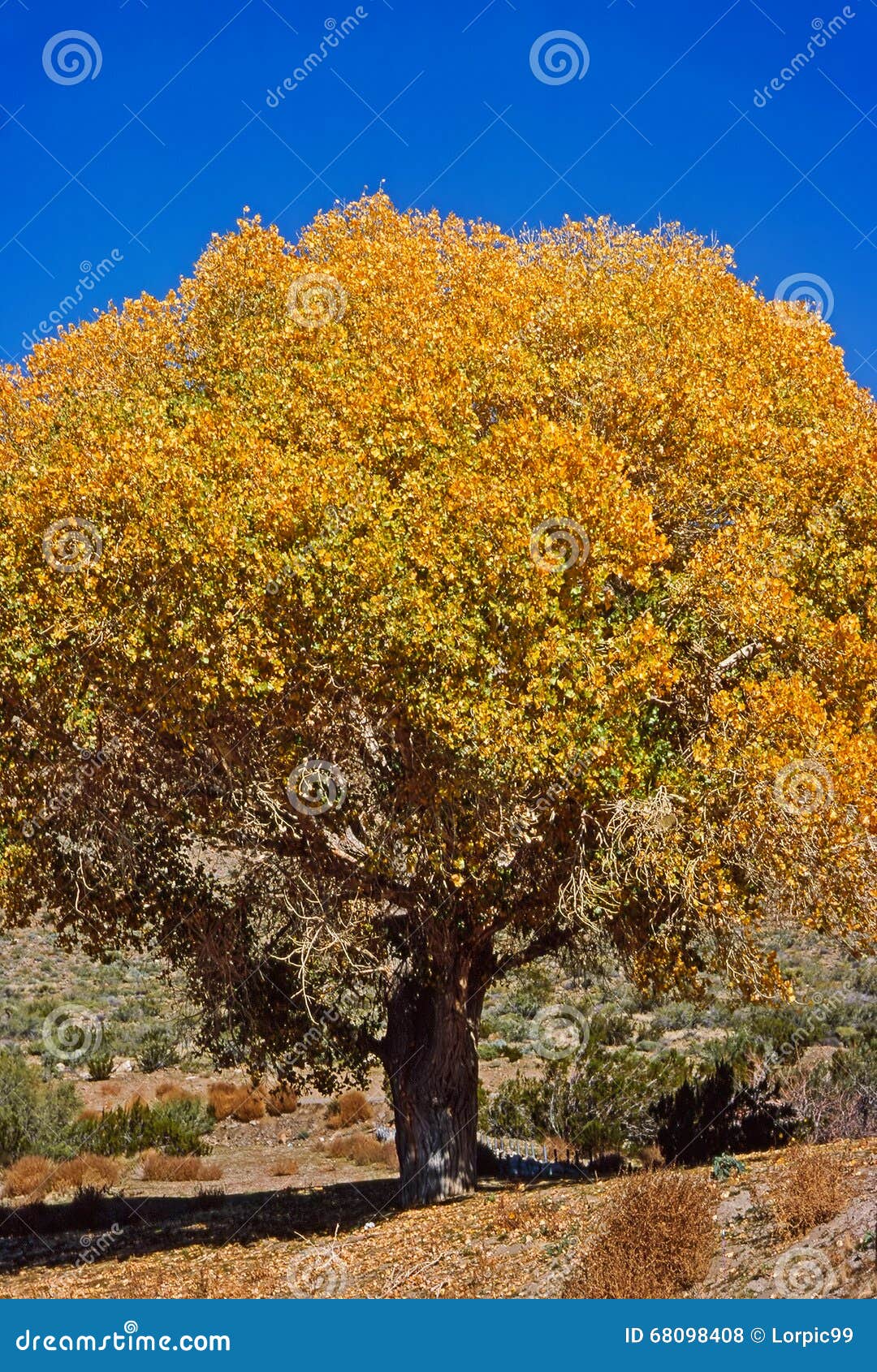 Autumn stock photo. Image of leaves, desert, plants, season - 68098408