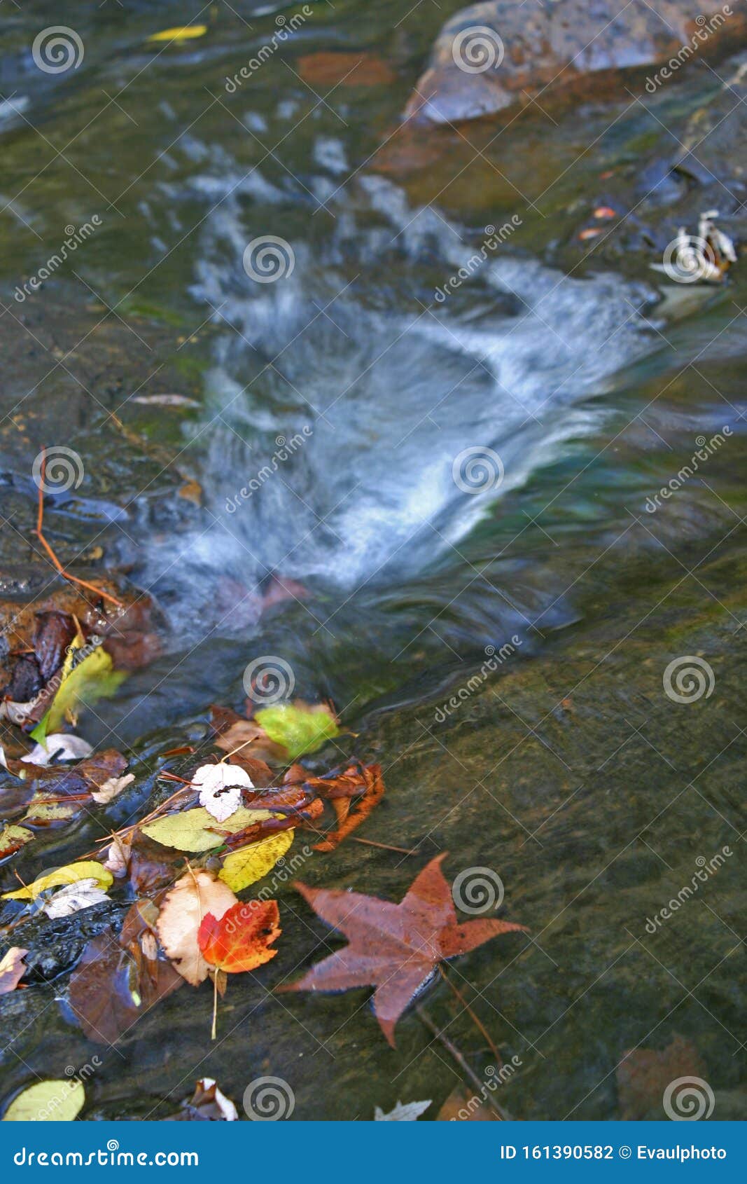 Autumn Leaves and Cascade stock photo. Image of maple - 161390582