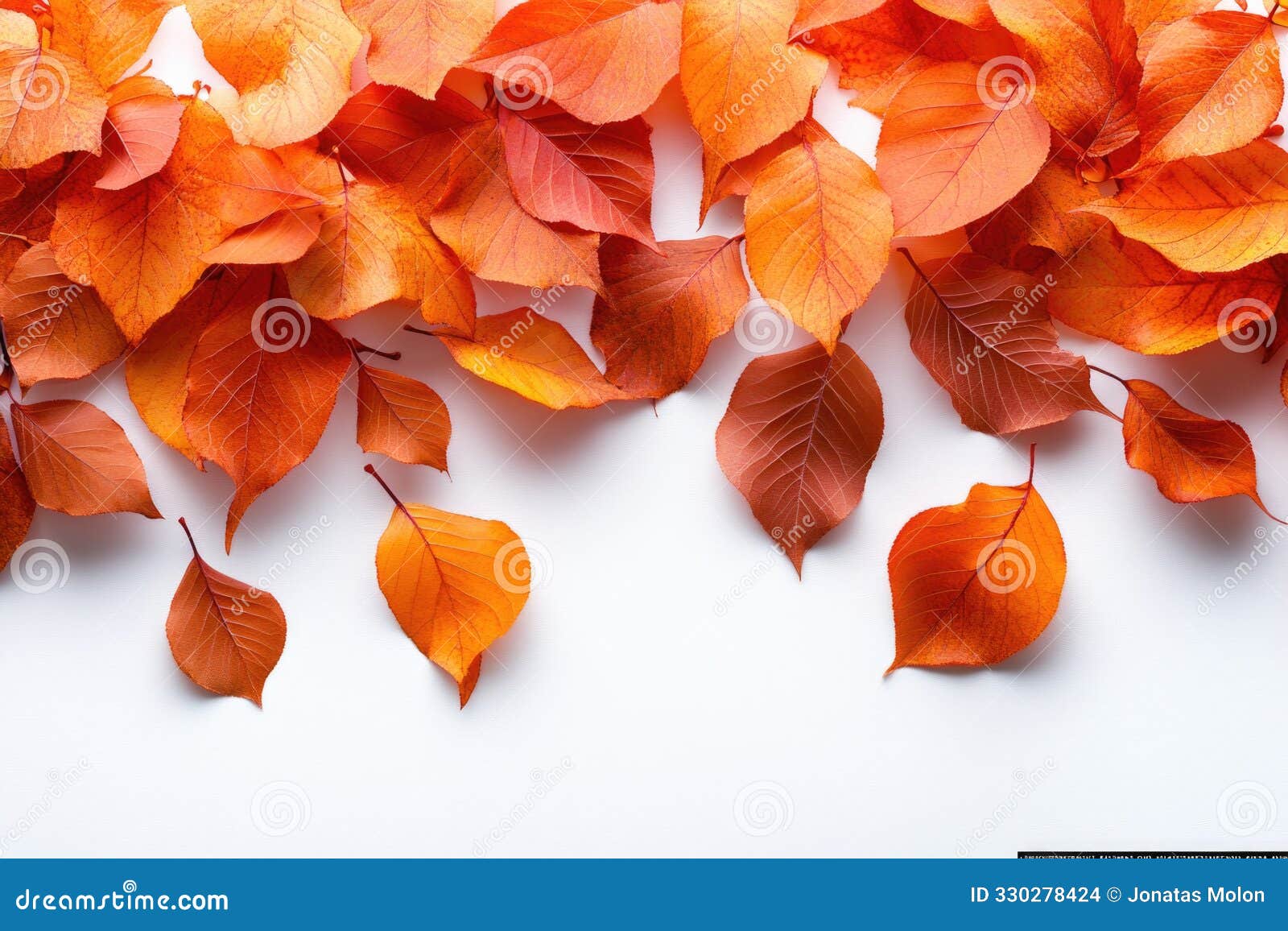 Autumn Leaves Cascading Over a White Background with Ample Copy Space ...