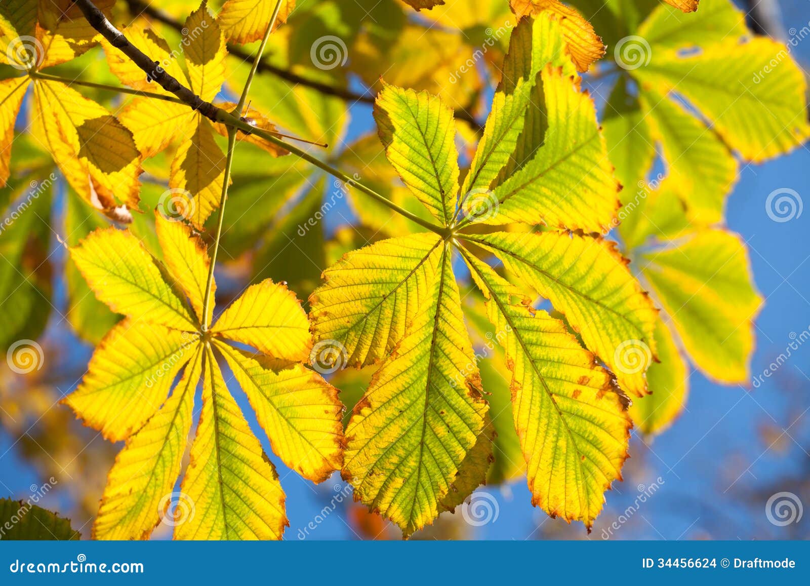 Autumn leaves chestnut stock photo. Image of tree, closeup - 34456624
