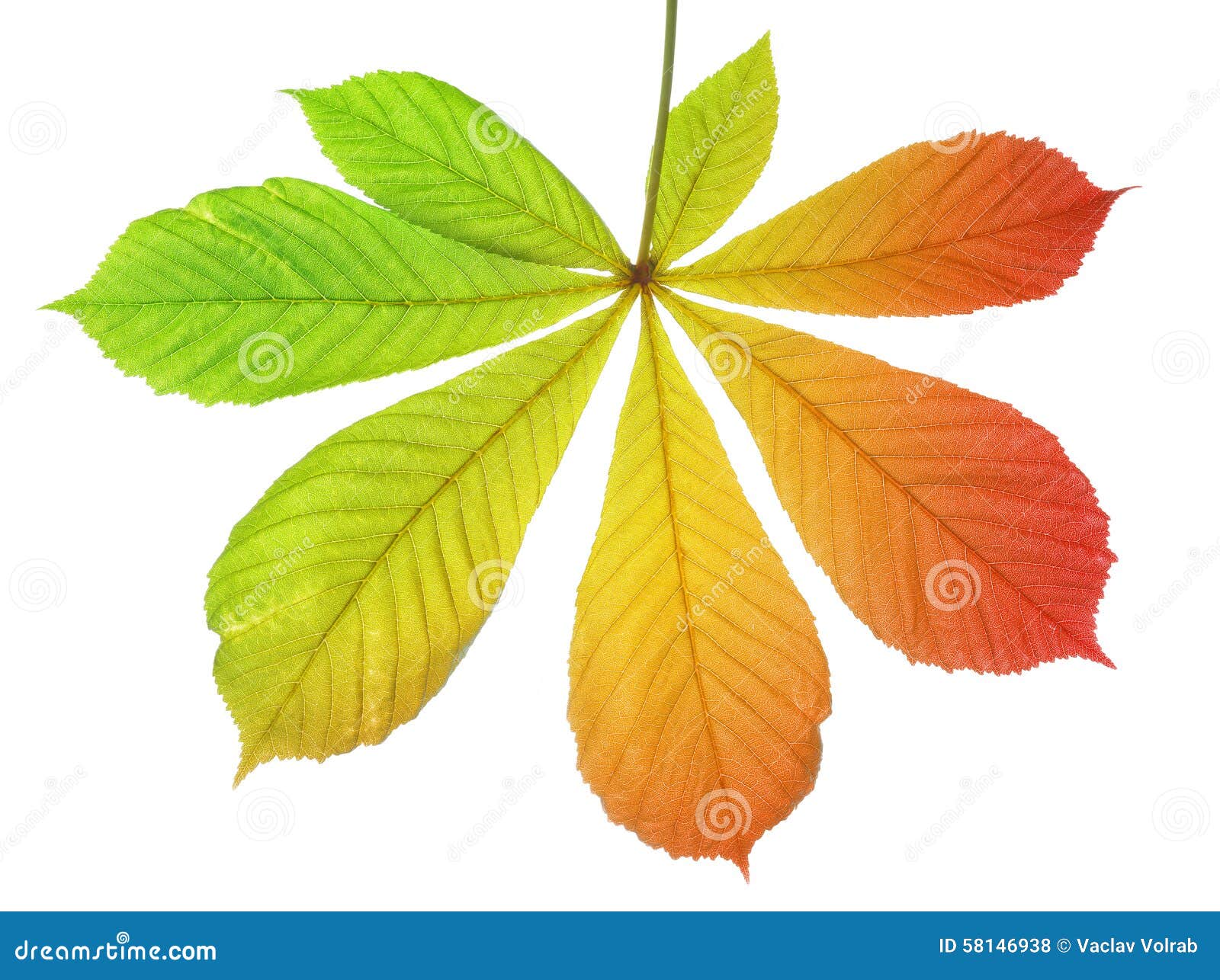 Autumn Leaves of Chestnut Tree Stock Photo - Image of orange, auburn ...