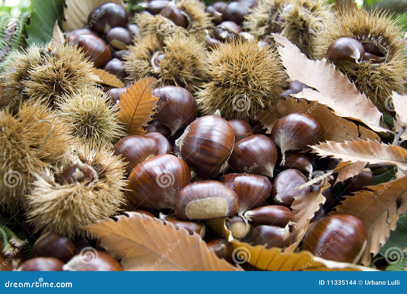Autumn Leaves with Chestnuts Stock Photo - Image of fall, chestnuts ...