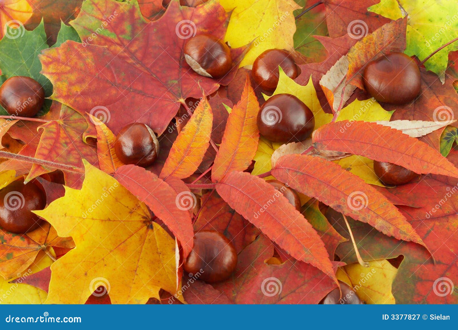 Autumn Leaves and Chestnuts Stock Image - Image of colourful, fall: 3377827