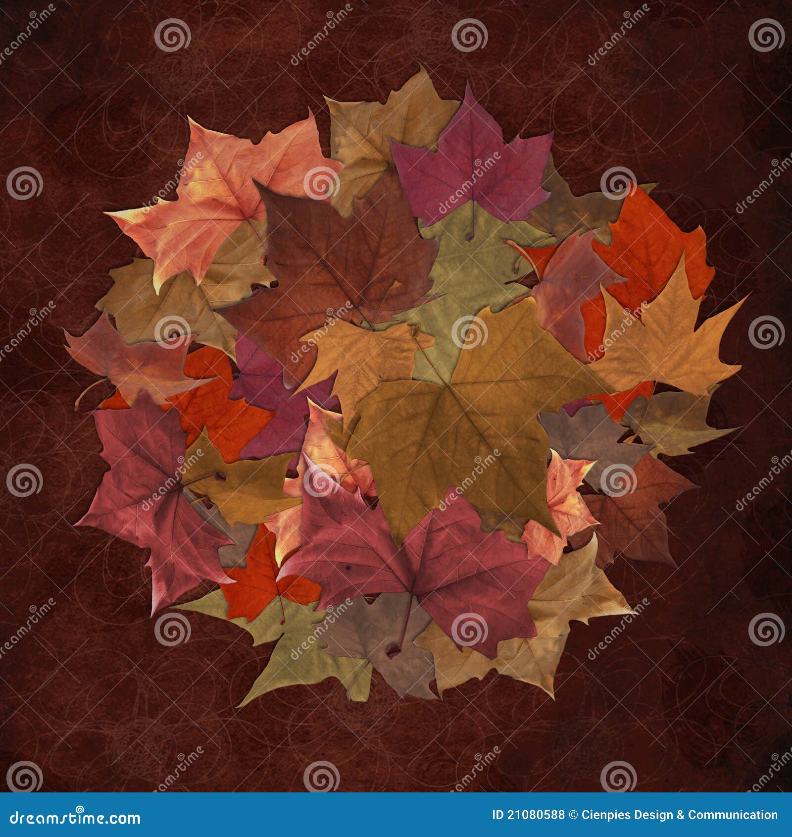 Autumn Leaves in Circle Pattern Stock Photo - Image of decoration ...