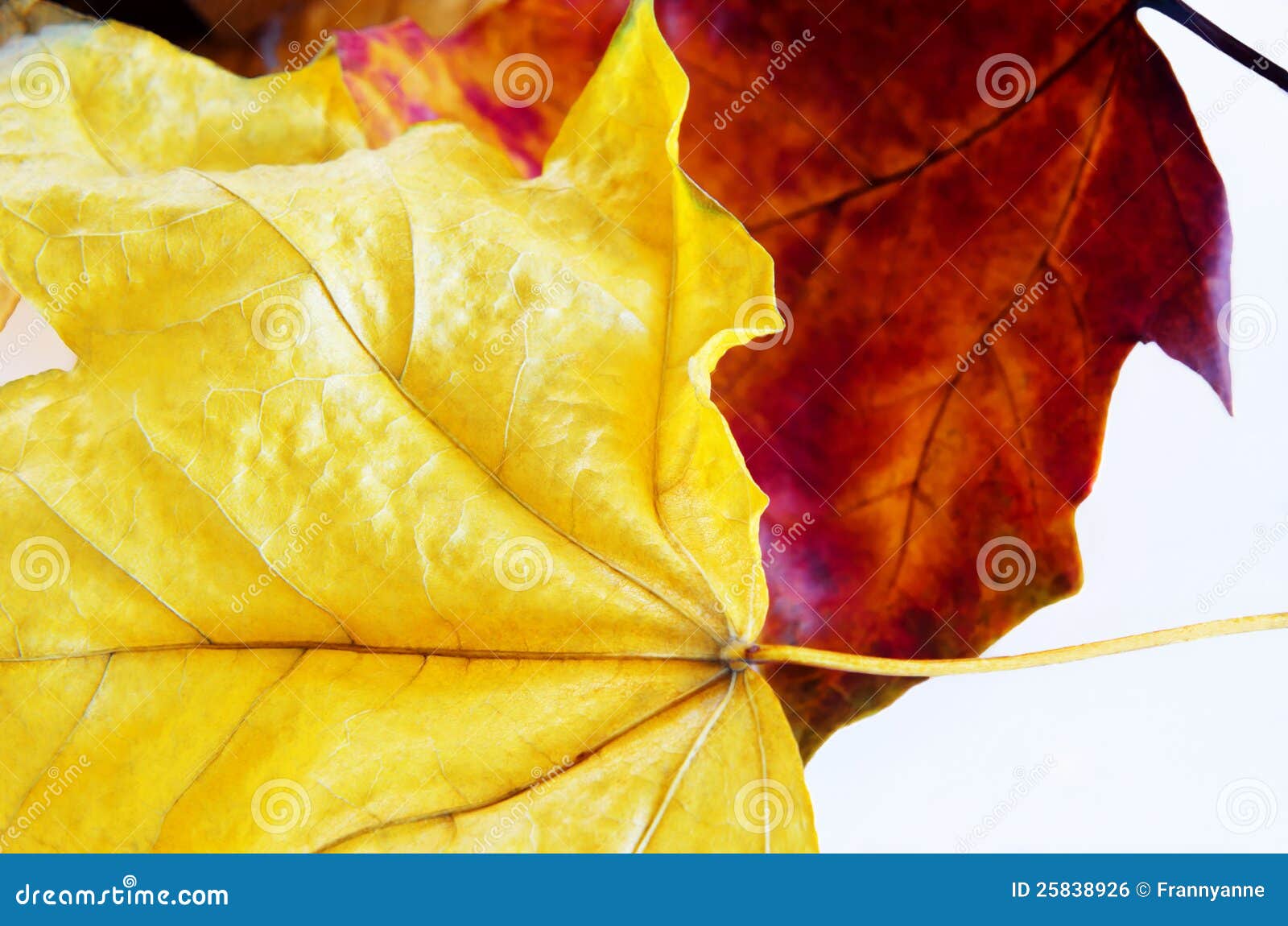 Autumn Leaves Close Up stock photo. Image of macro, closeup - 25838926