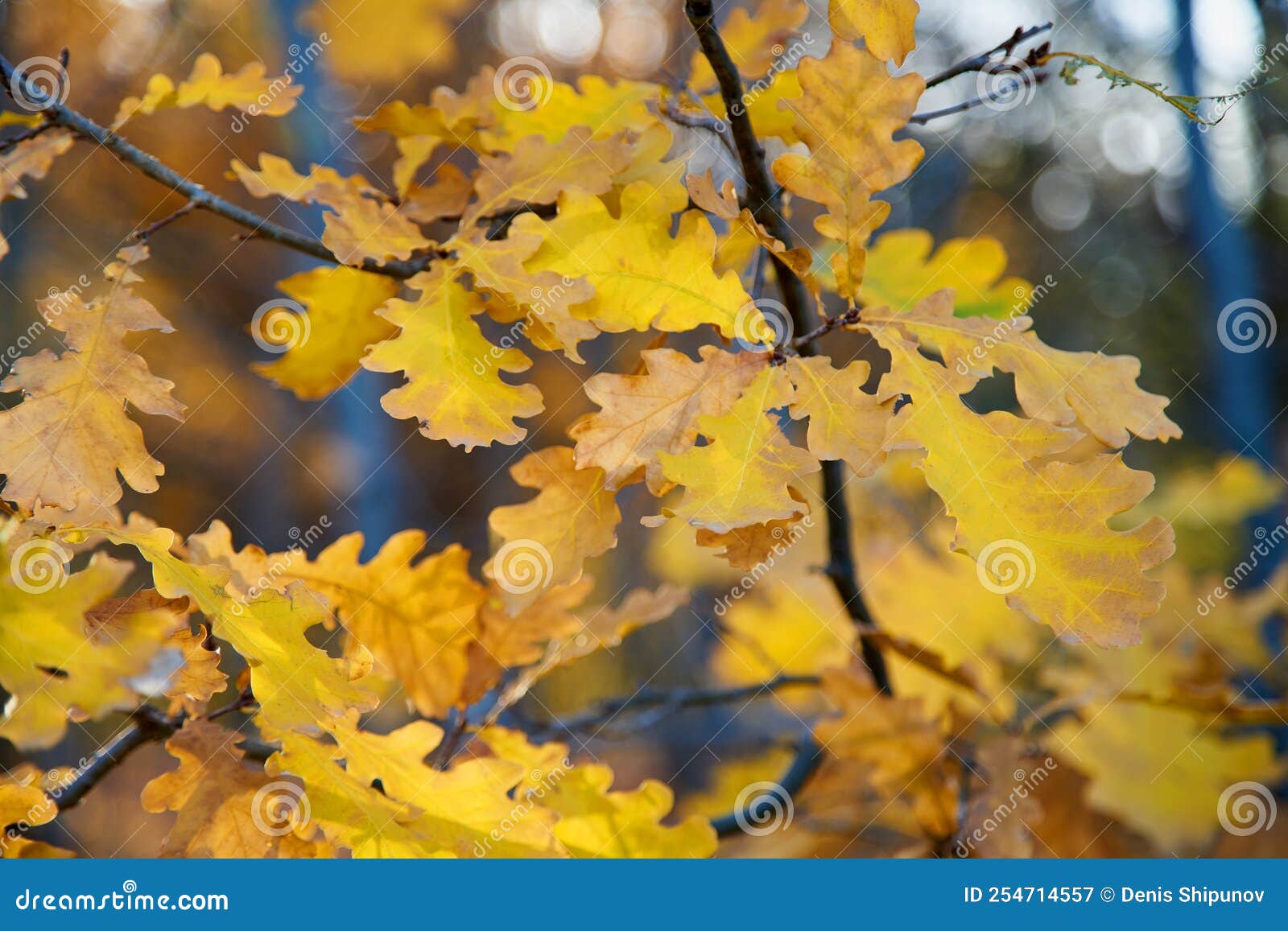 Autumn Leaves Close Up in the Forest. Autumn Background. Stock Image ...