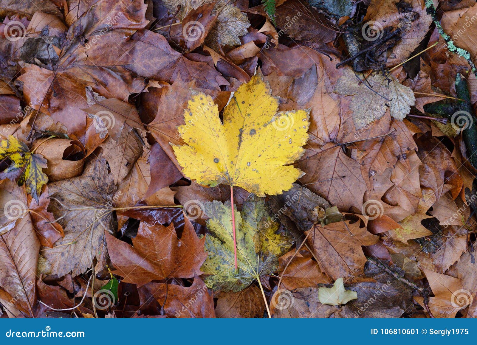 Autumn leaves close-up stock image. Image of autumnal - 106810601