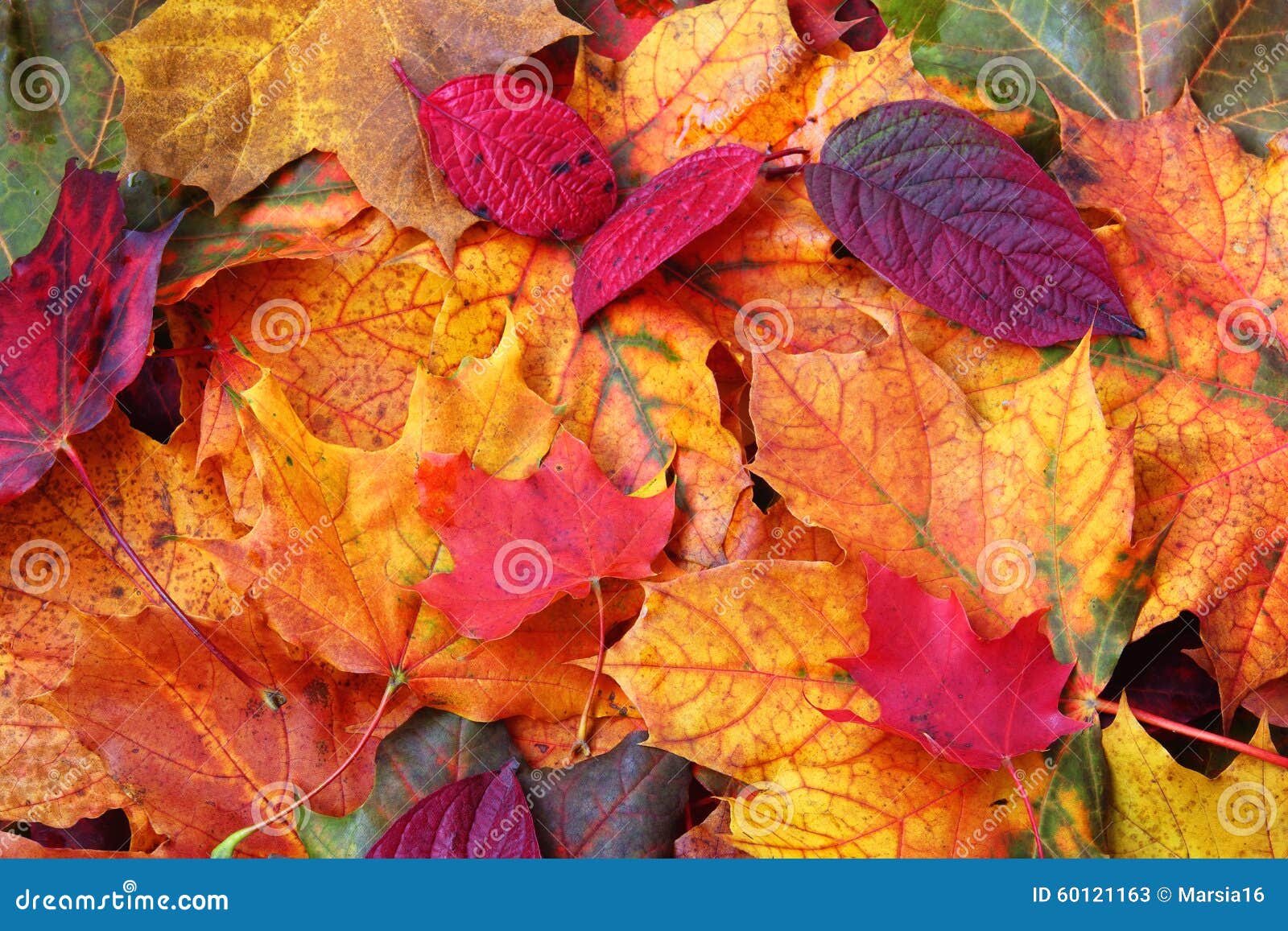 Autumn Leaves stock image. Image of hiking, color, colorful - 60121163