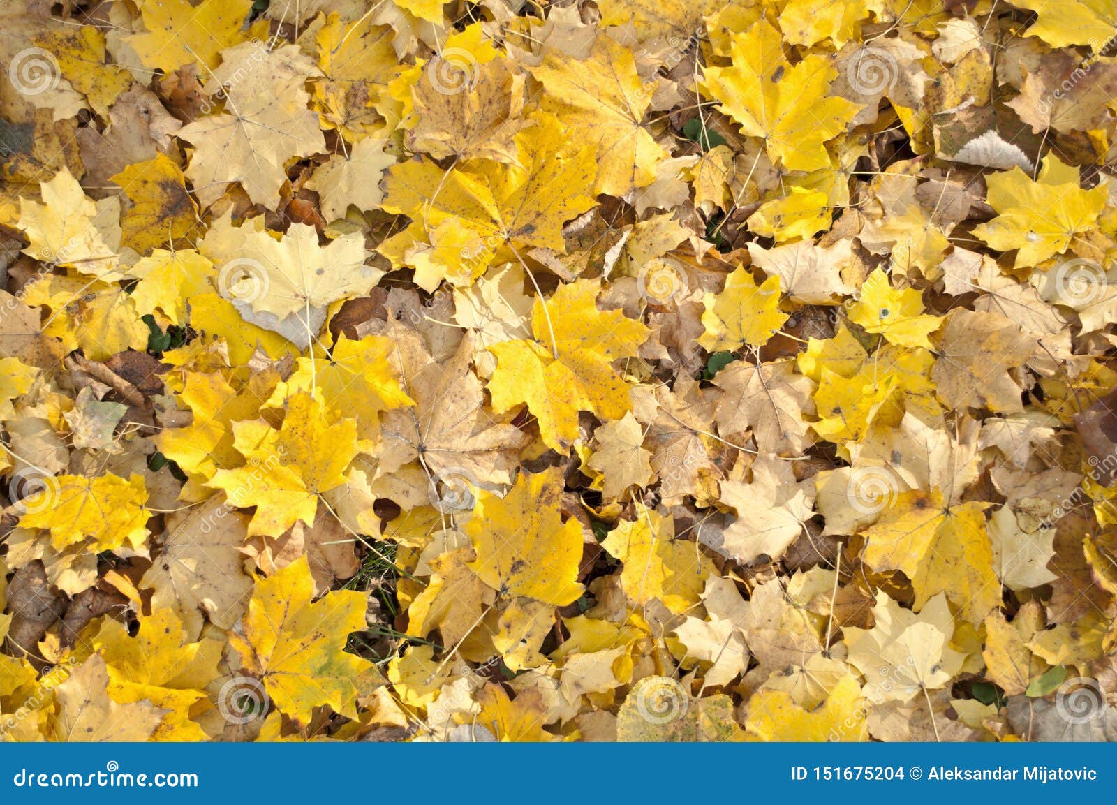 Autumn Leaves - Close Up Shot Stock Photo - Image of background ...