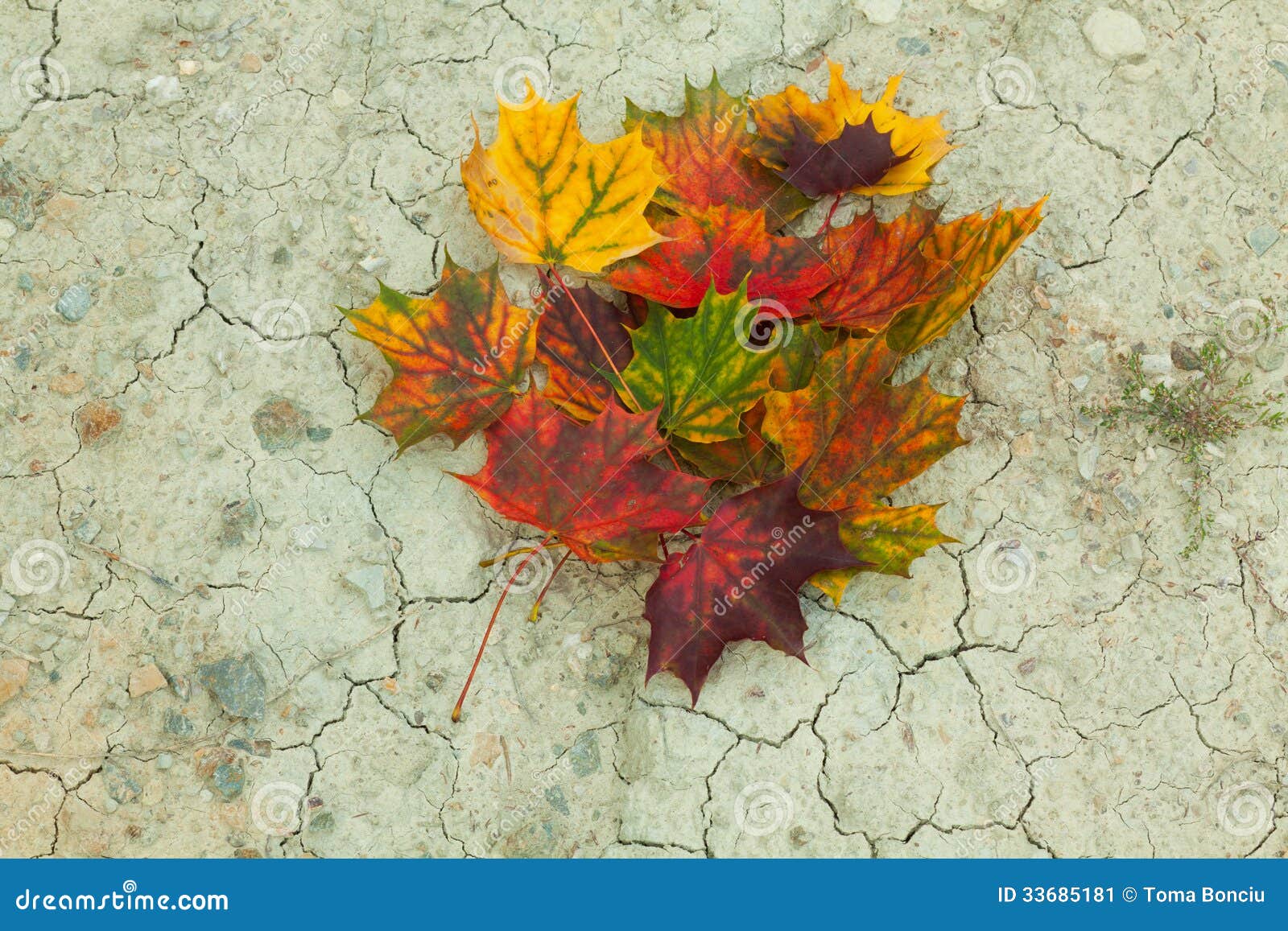 Autumn leaves closeup stock image. Image of colorful - 33685181