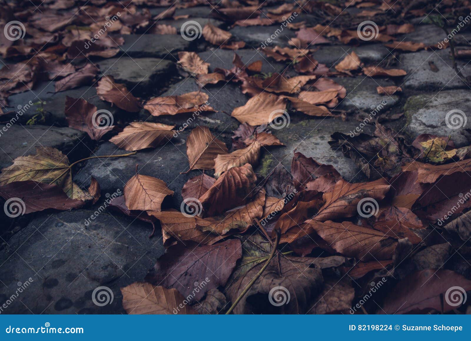 Autumn Leaves on Cobblestone Road Stock Photo - Image of path, pebbles ...