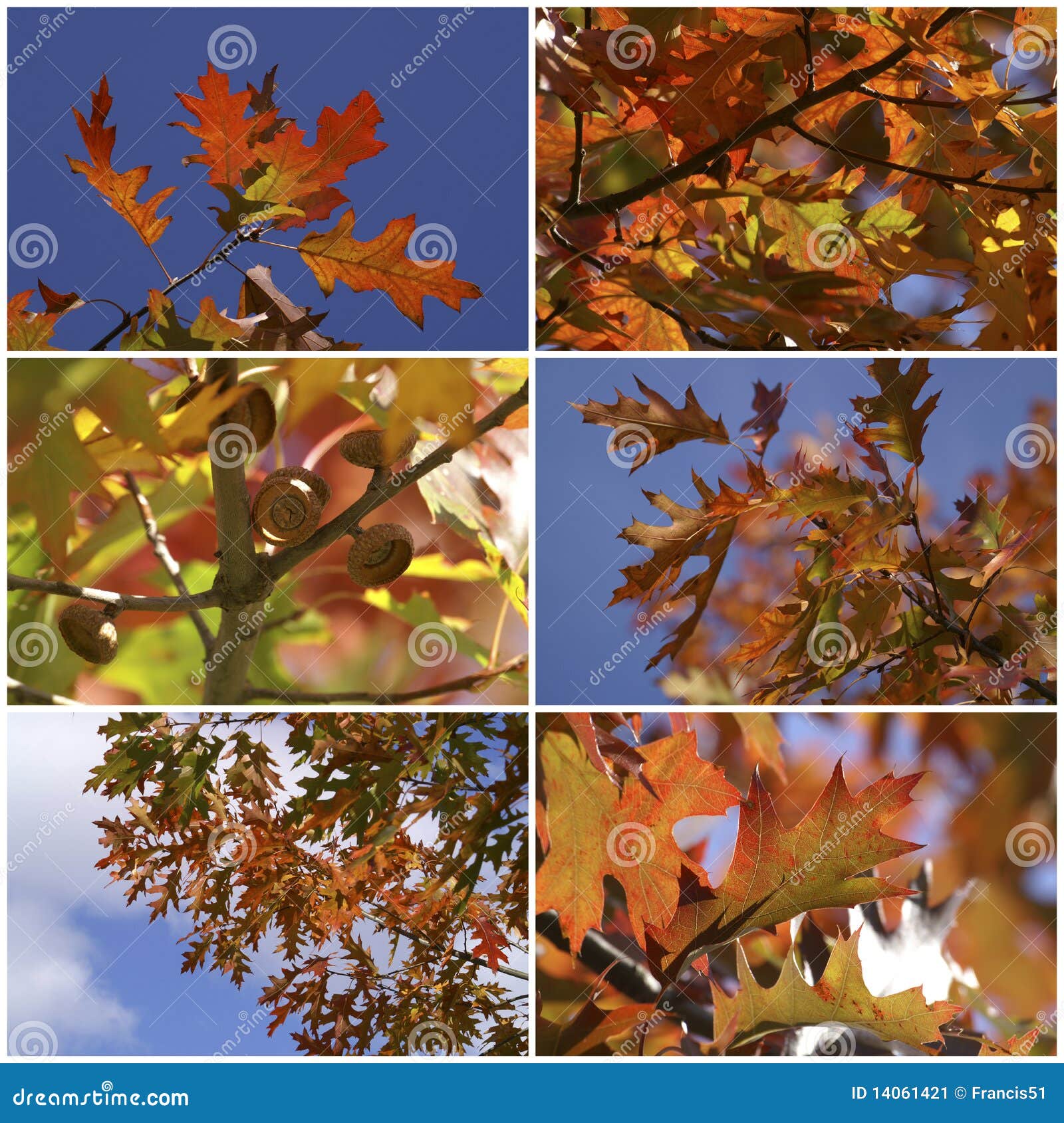Autumn leaves collage stock image. Image of seasonal - 14061421