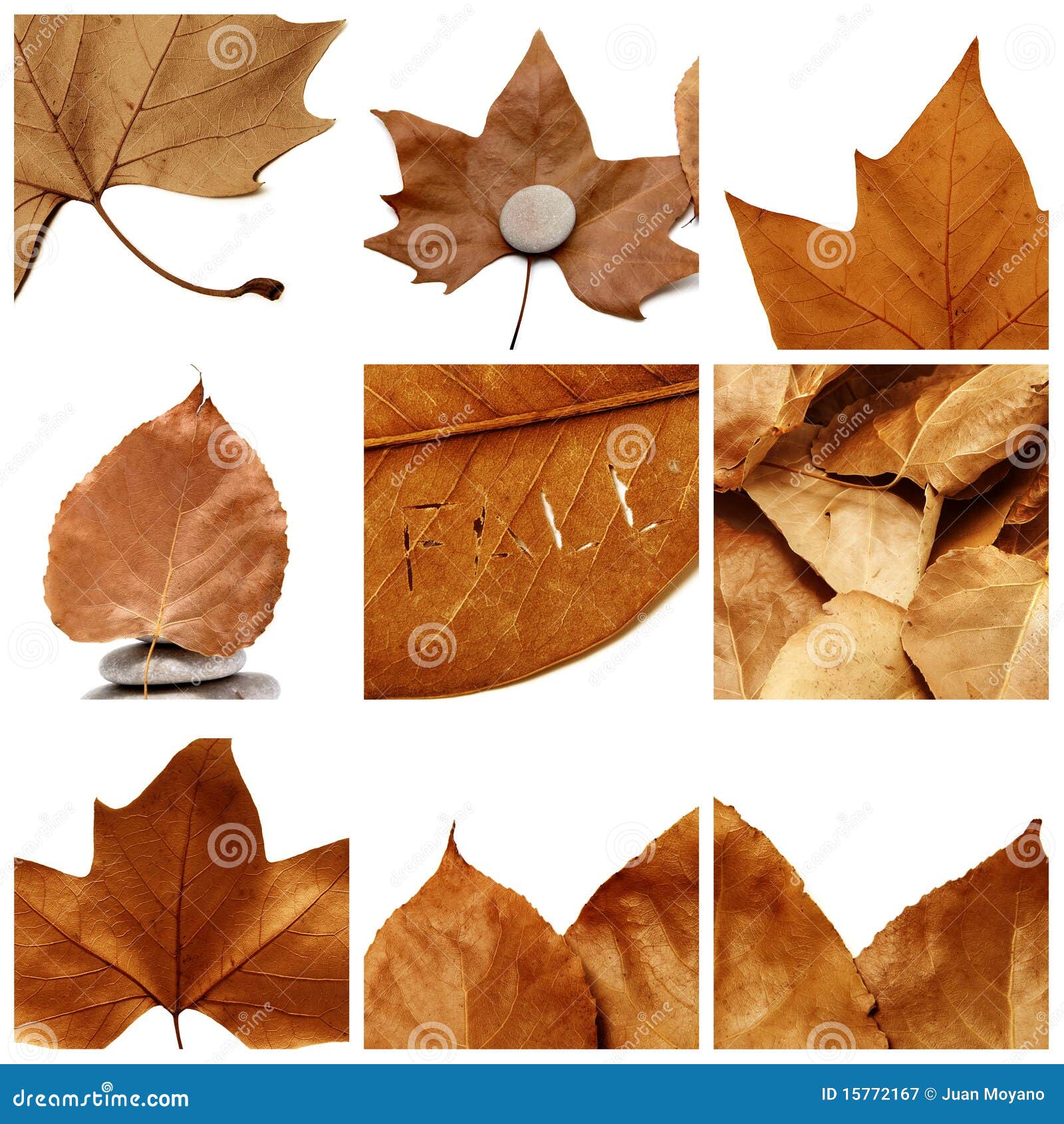 Autumn leaves collage stock image. Image of garden, fall - 15772167
