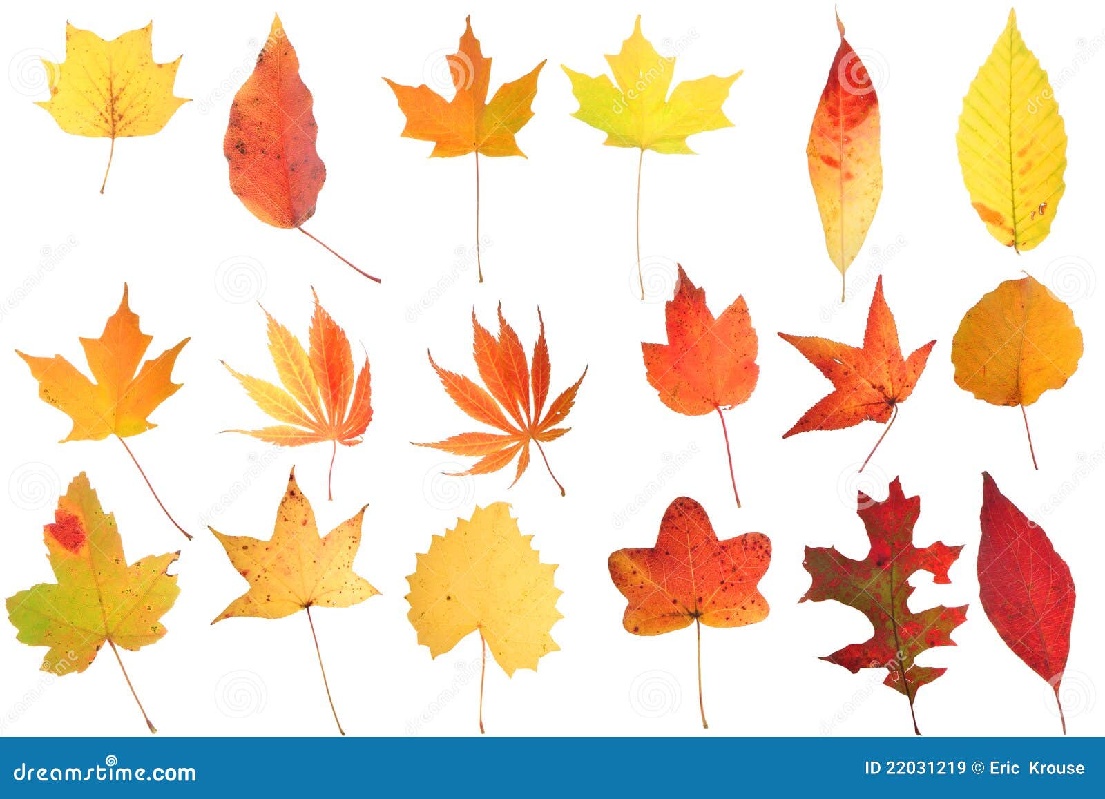 Autumn Leaves Collage stock image. Image of fall, isolated - 22031219