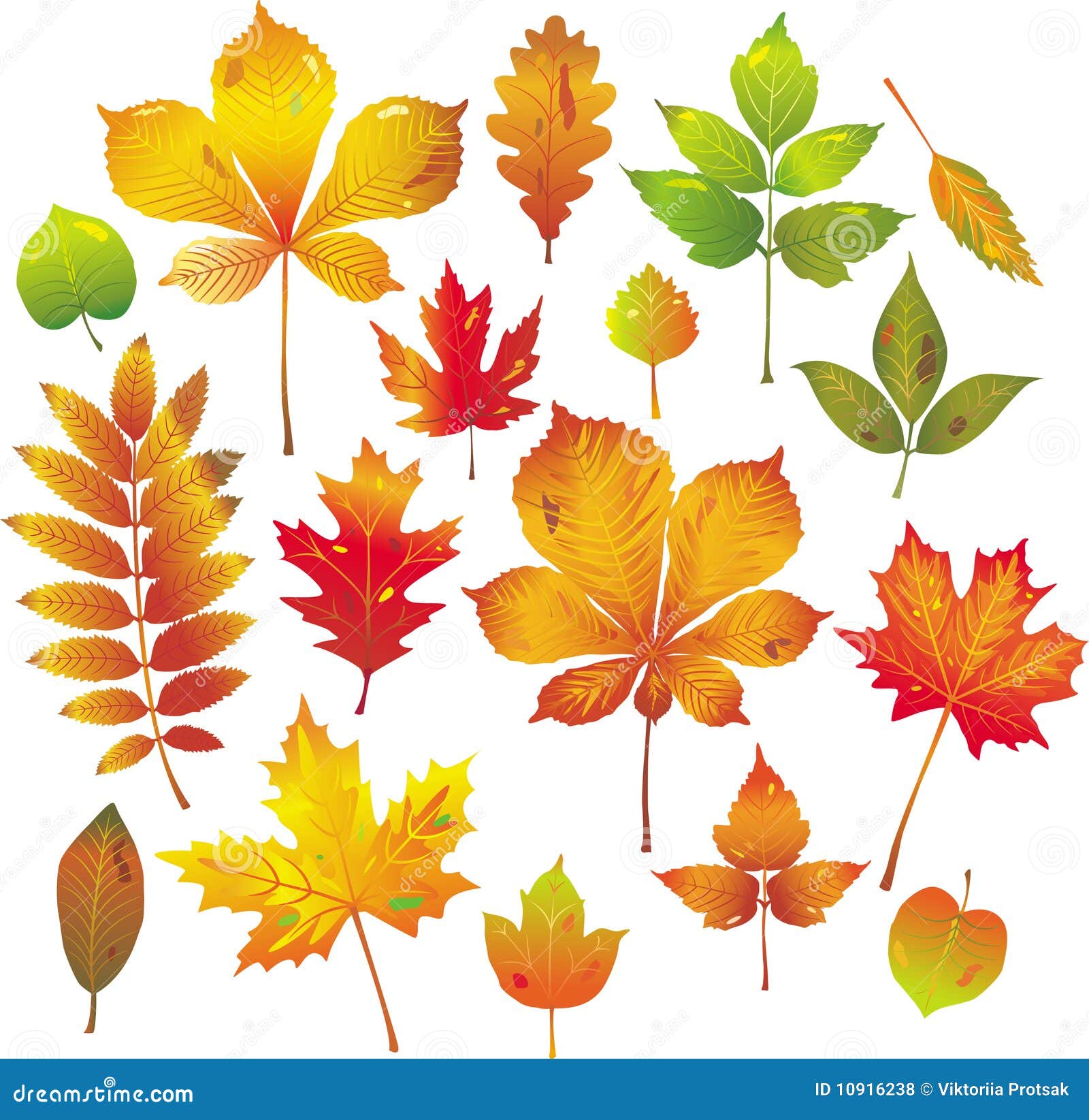 Autumn leaves collection stock vector. Illustration of yellow - 10916238