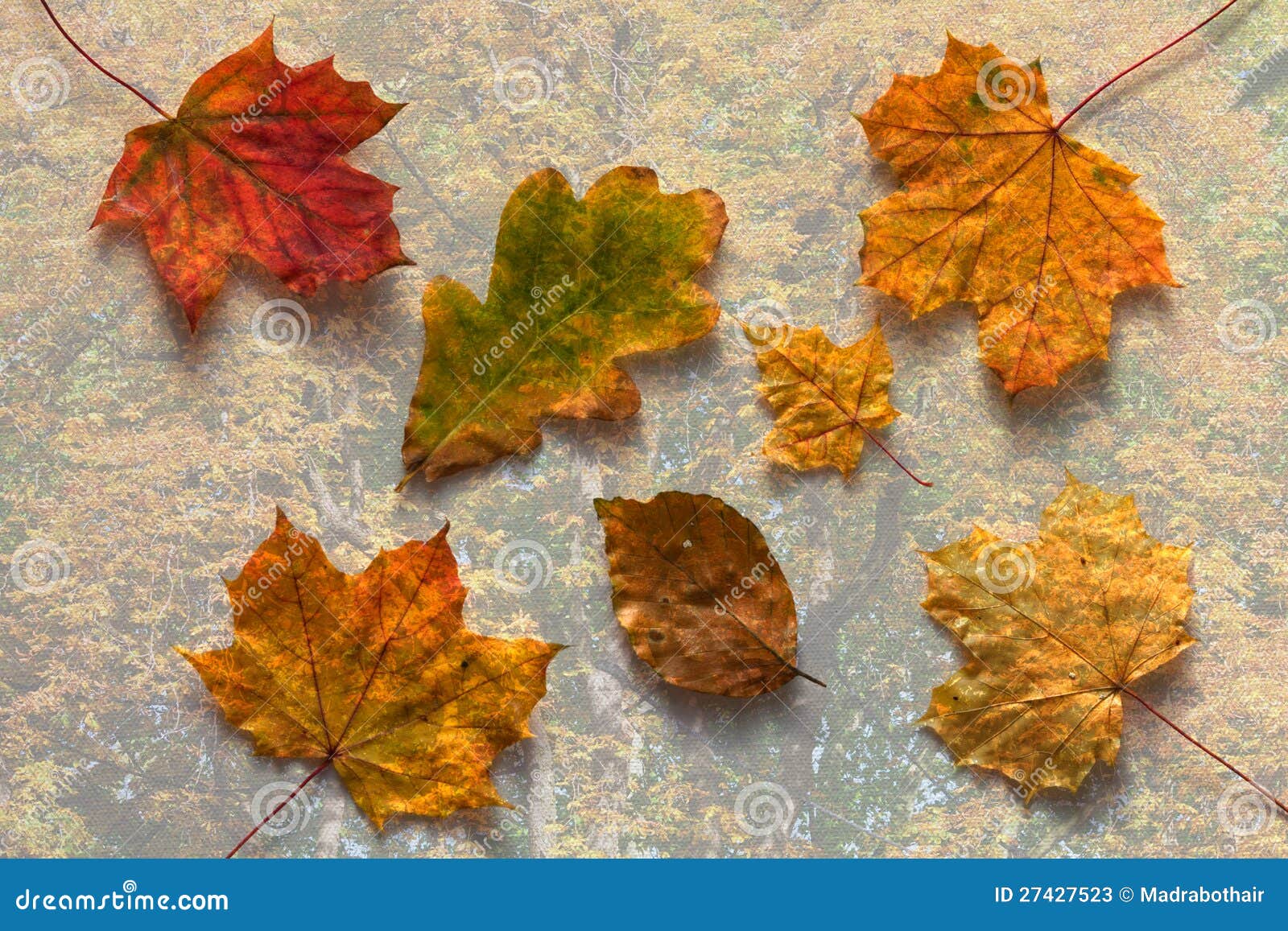 Autumn leaves collection stock image. Image of texture - 27427523