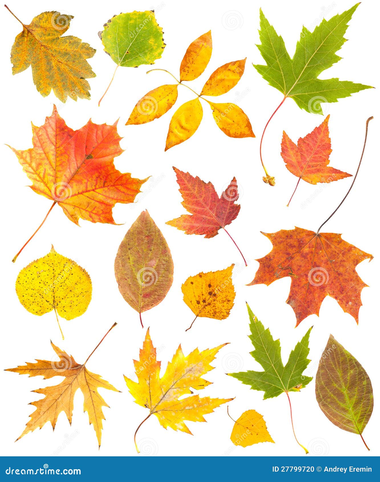 Autumn leaves collection stock photo. Image of nature - 27799720