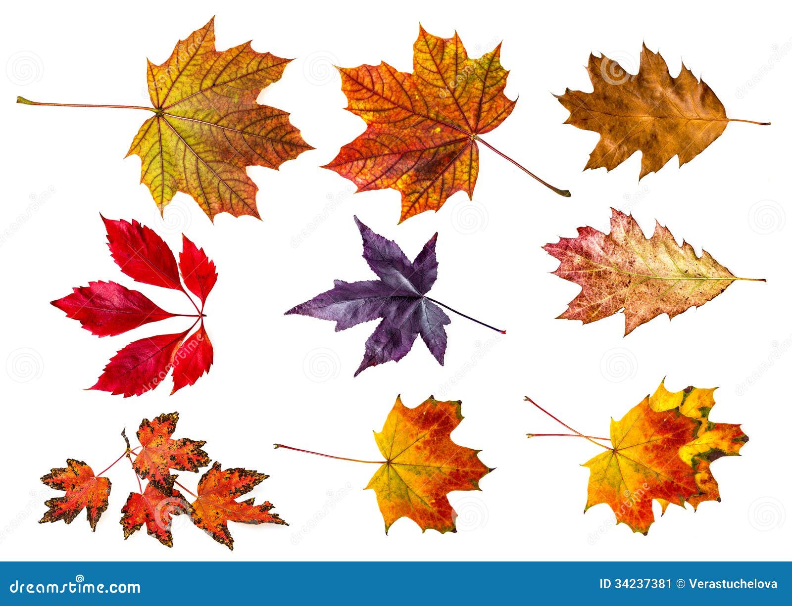 Autumn leaves - collection stock image. Image of decoration - 34237381