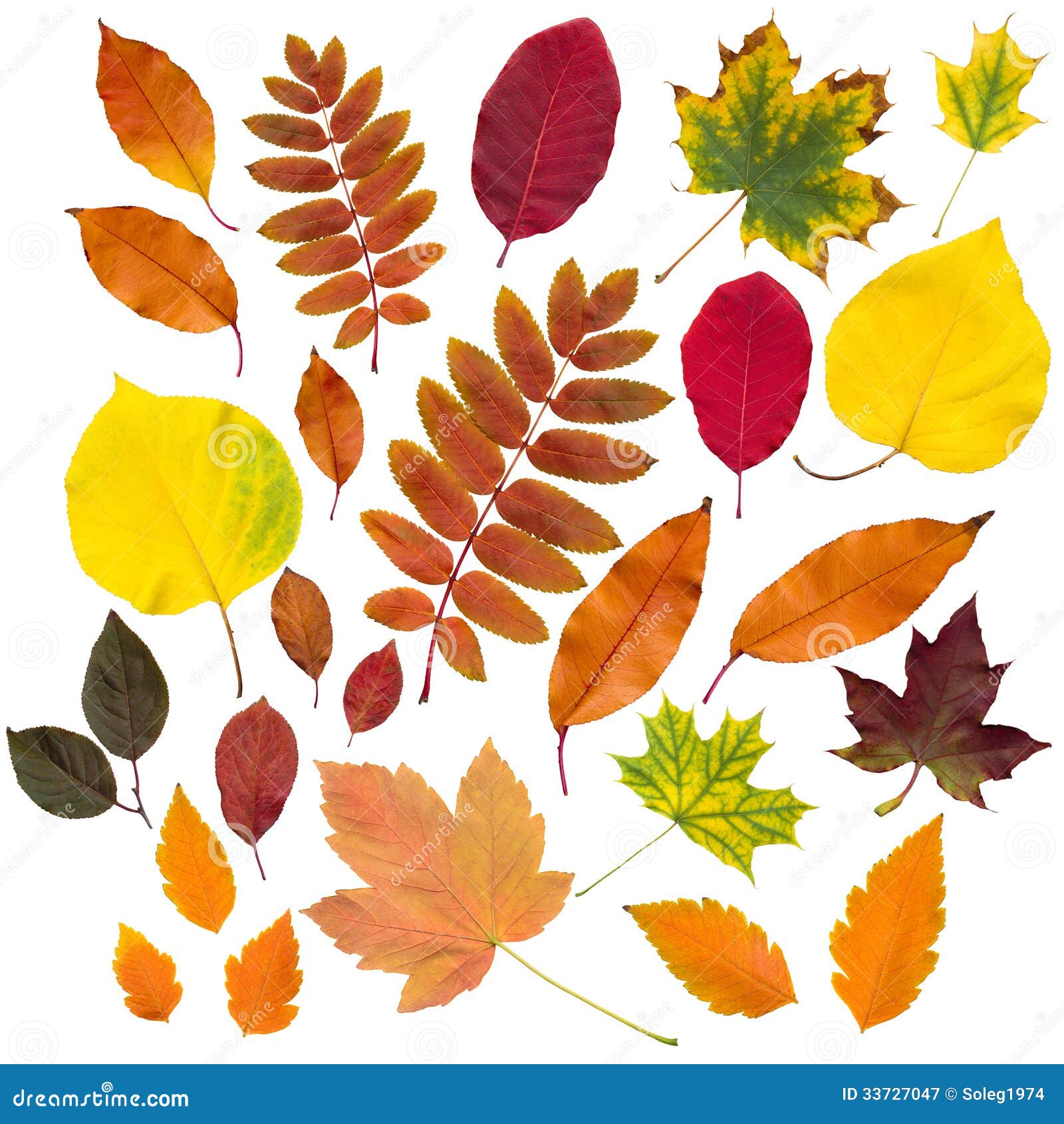 Autumn Leaves Collection Isolated Stock Image - Image of golden, detail ...