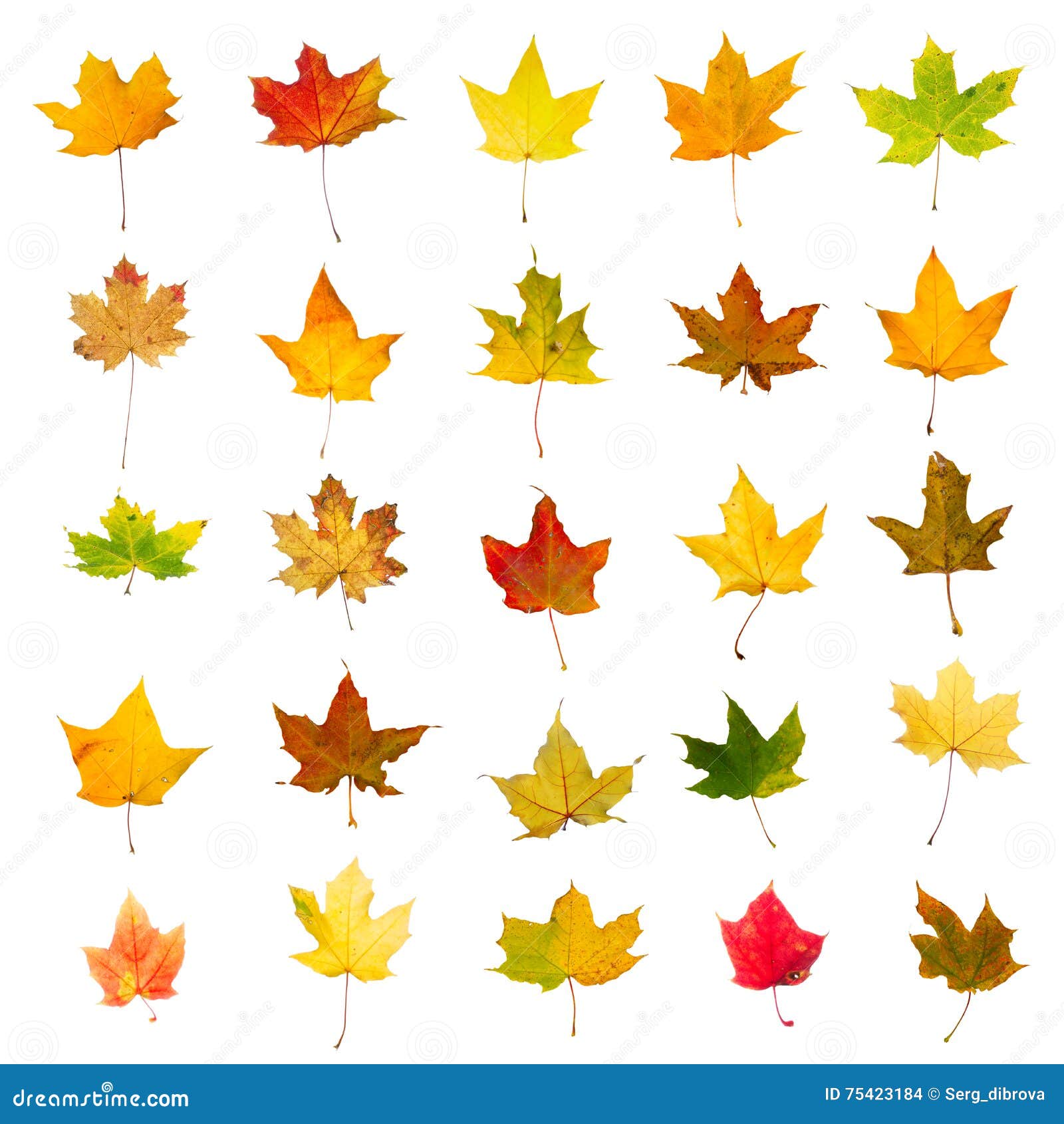 Autumn leaves collection stock photo. Image of abstract - 75423184