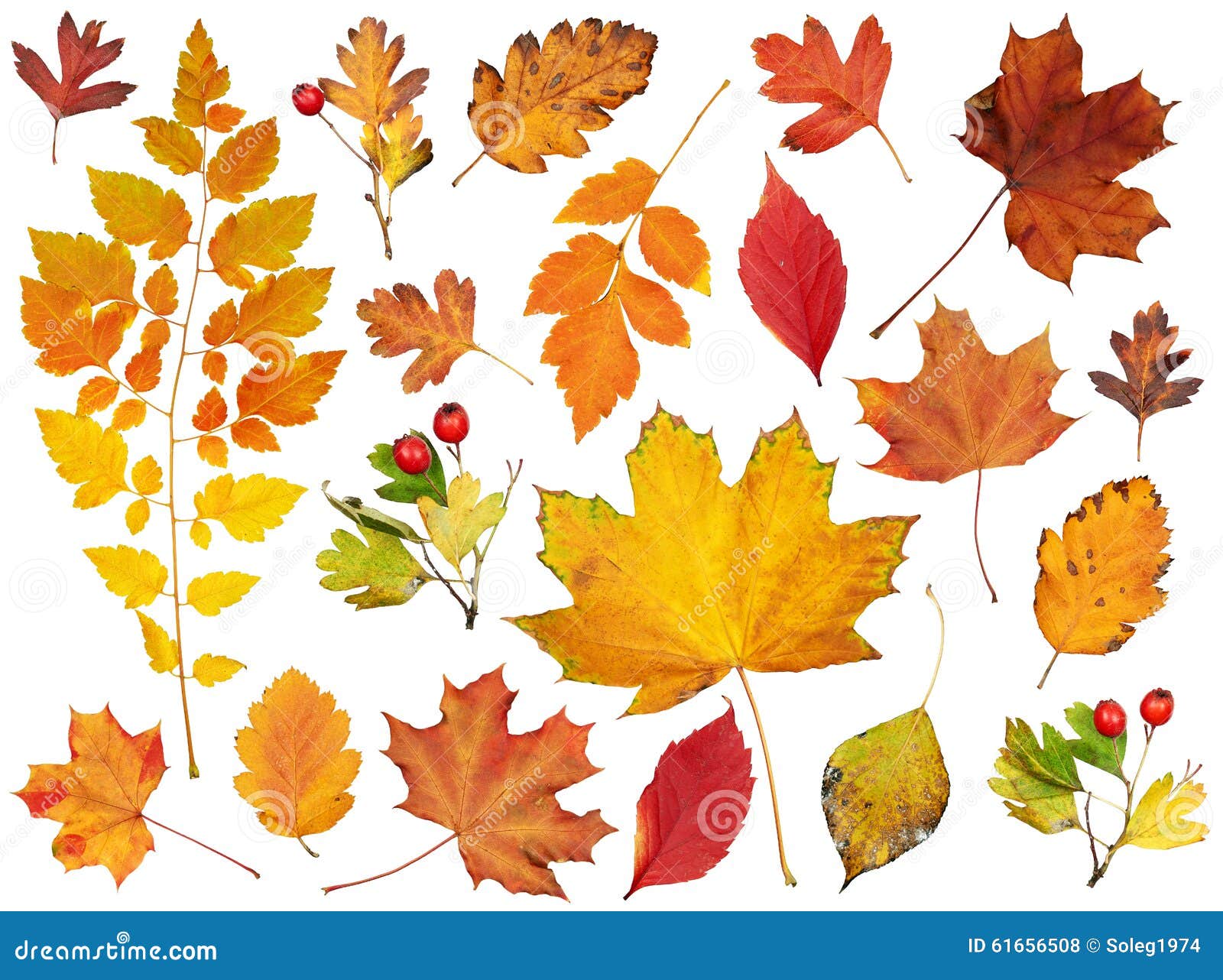 Autumn Leaves Collection, Object Set Isolated on White Stock Photo ...