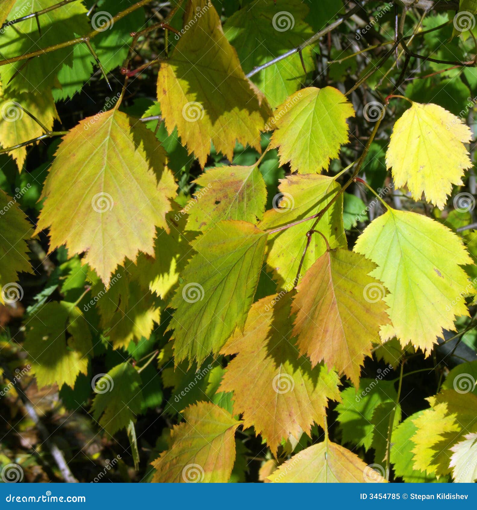 Autumn leaves color stock image. Image of lush, branch - 3454785