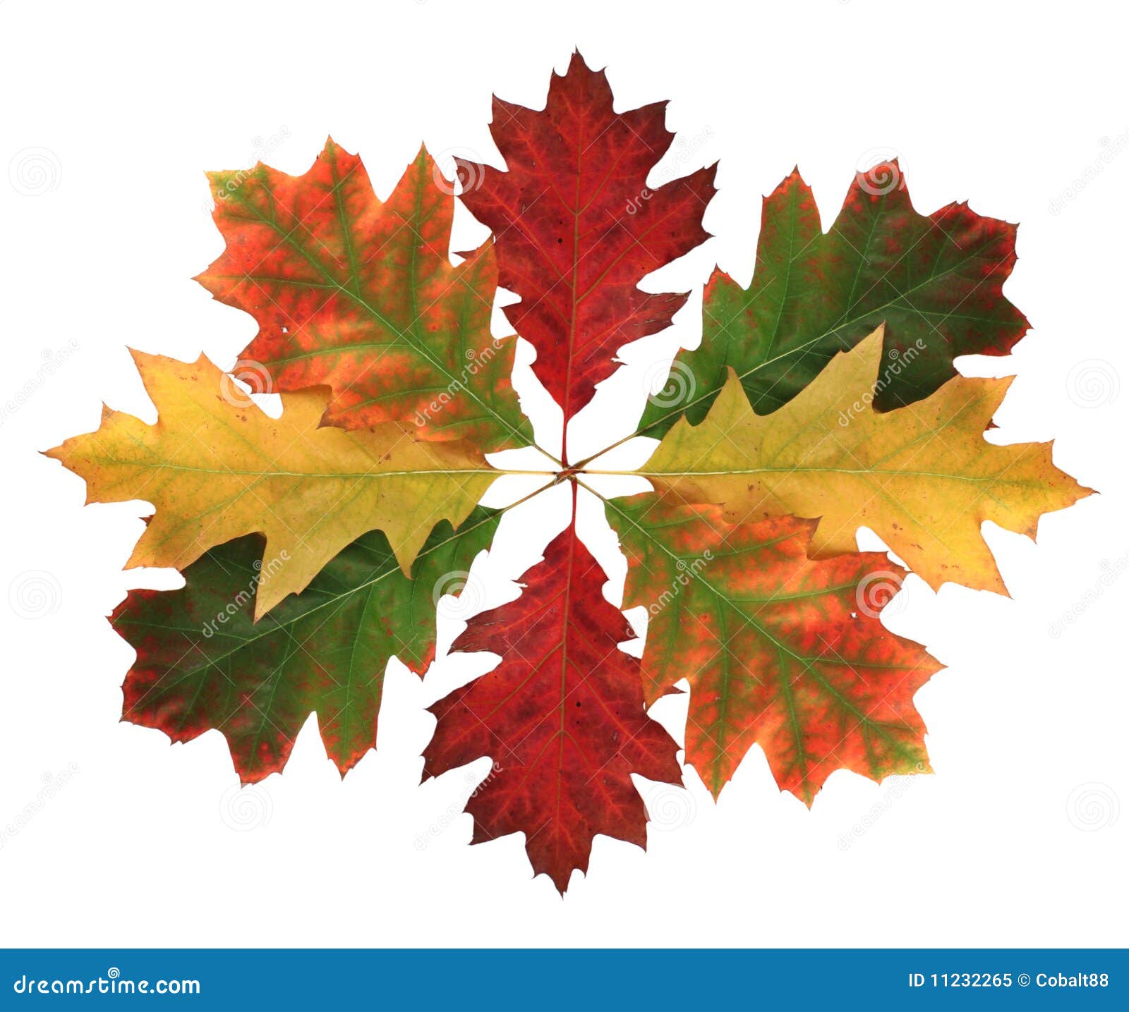 Autumn leaves composition stock image. Image of botany - 11232265