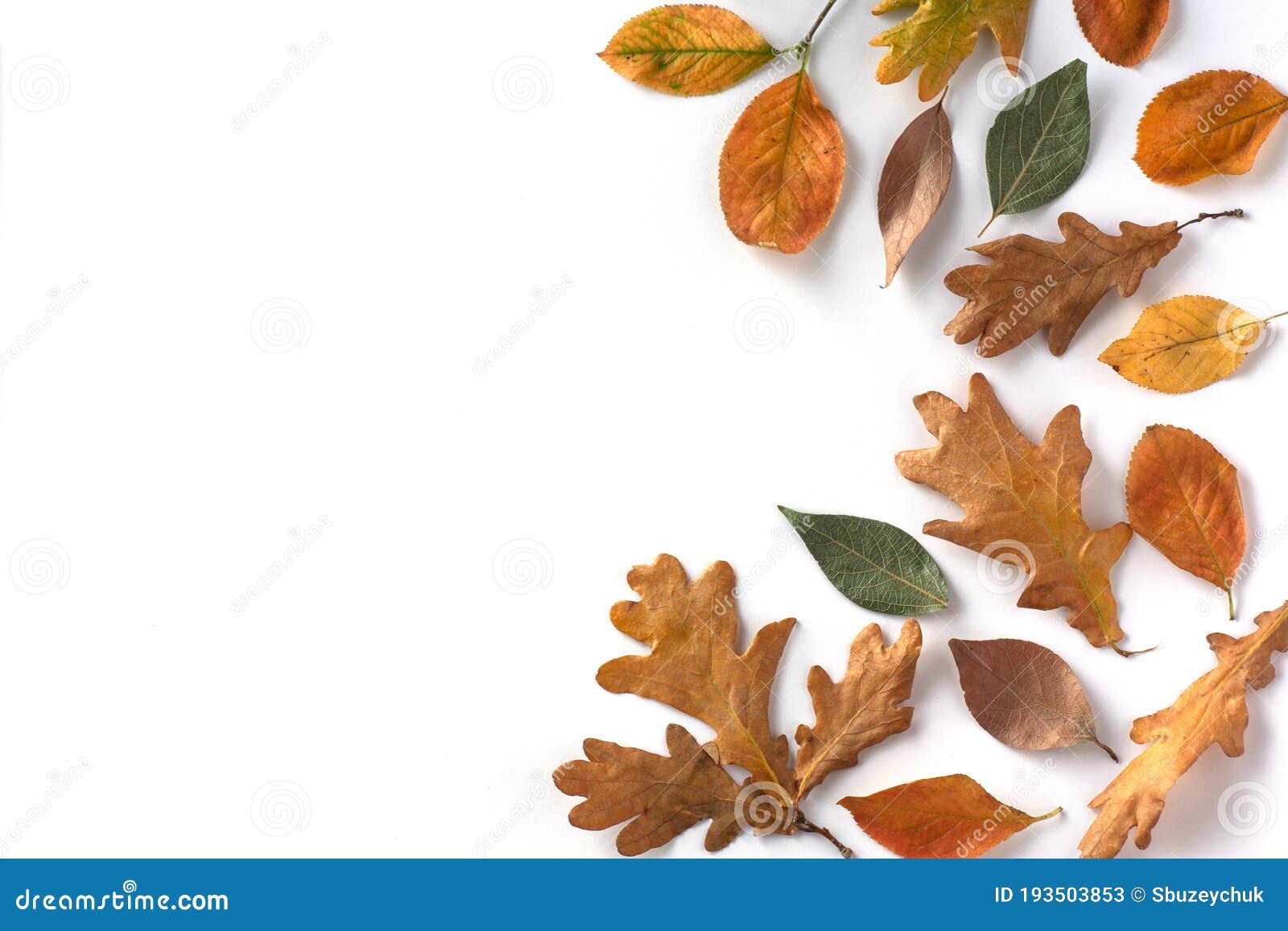 Autumn leaves composition stock image. Image of fall - 193503853