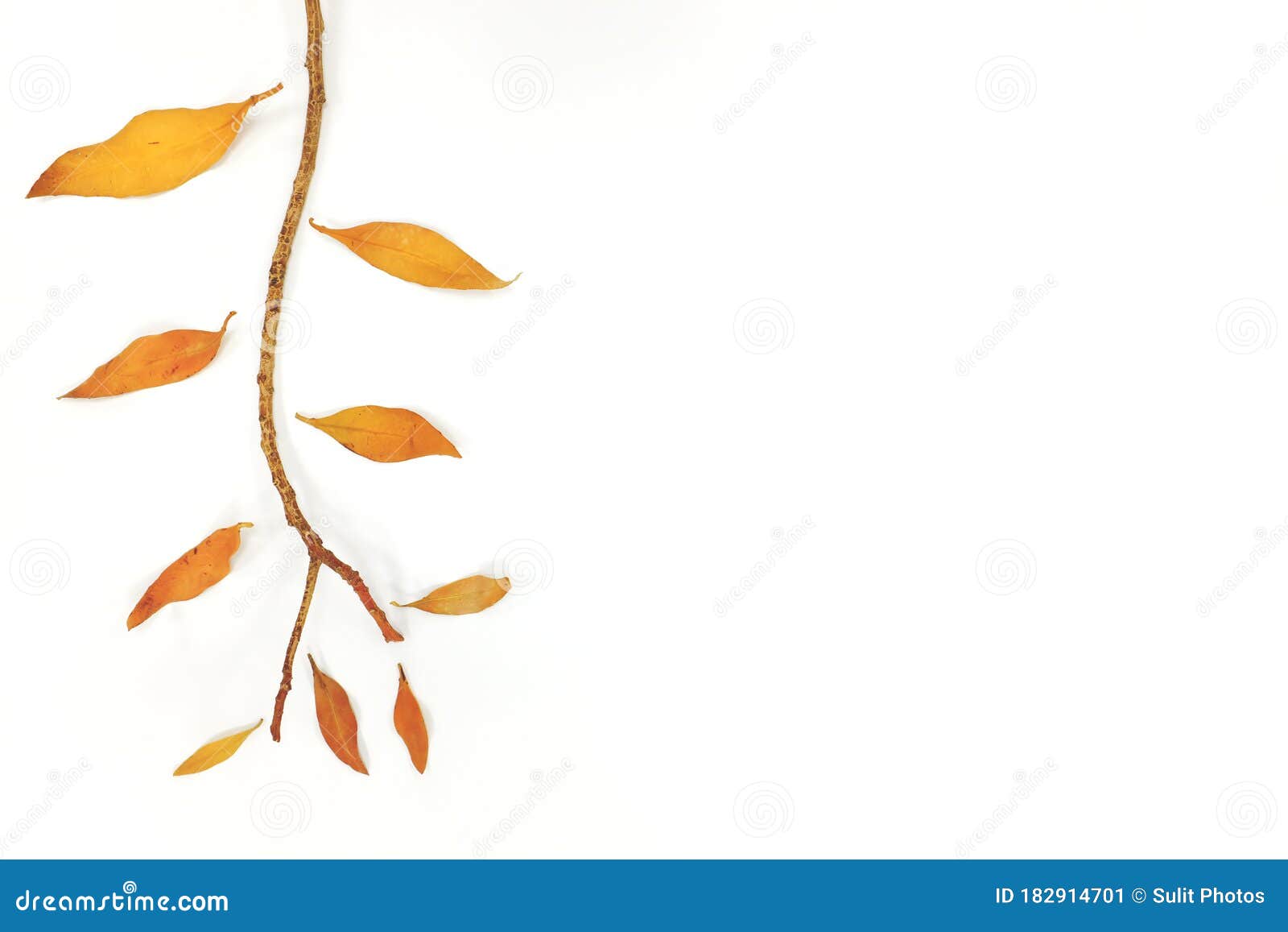 Autumn Leaves Composition. Dried Leaves Falling from Tree Branch Stock ...