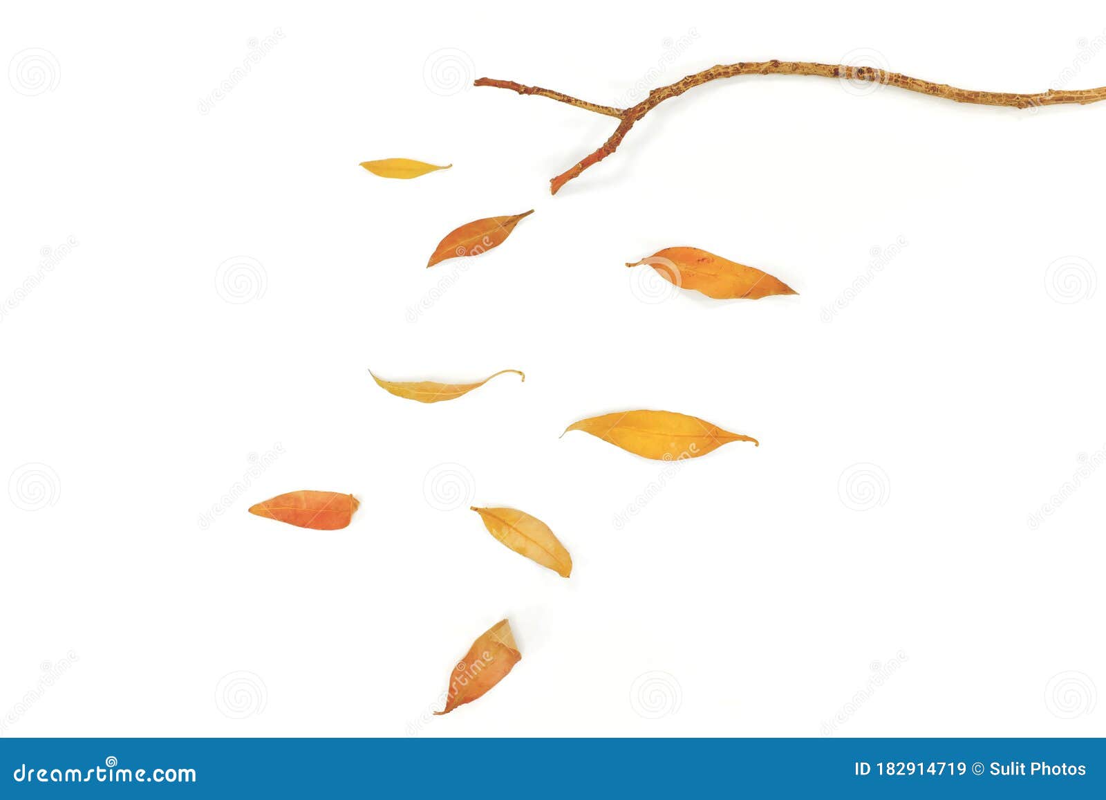Autumn Leaves Composition. Dried Leaves Falling from Tree Branch Stock ...