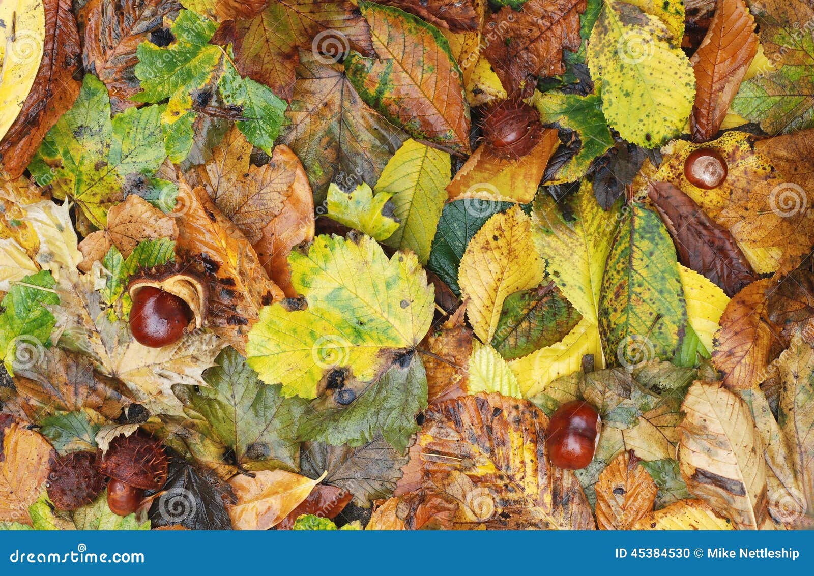 Conkers Royalty-Free Stock Photo | CartoonDealer.com #79974123