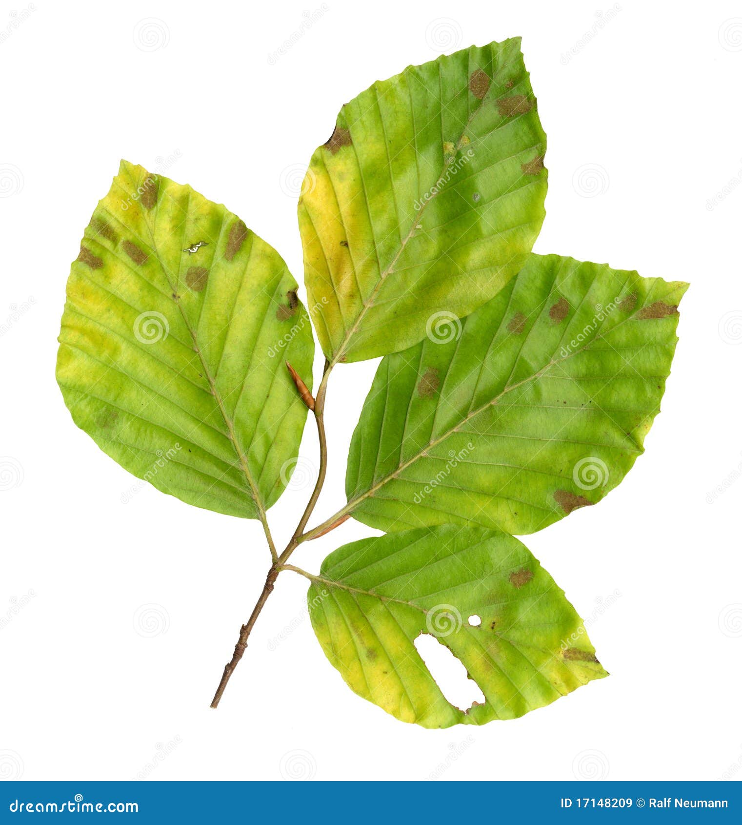 The Copper Beech Tree Fagus Sylvatica Purpurea Leaves Isolated, Close ...